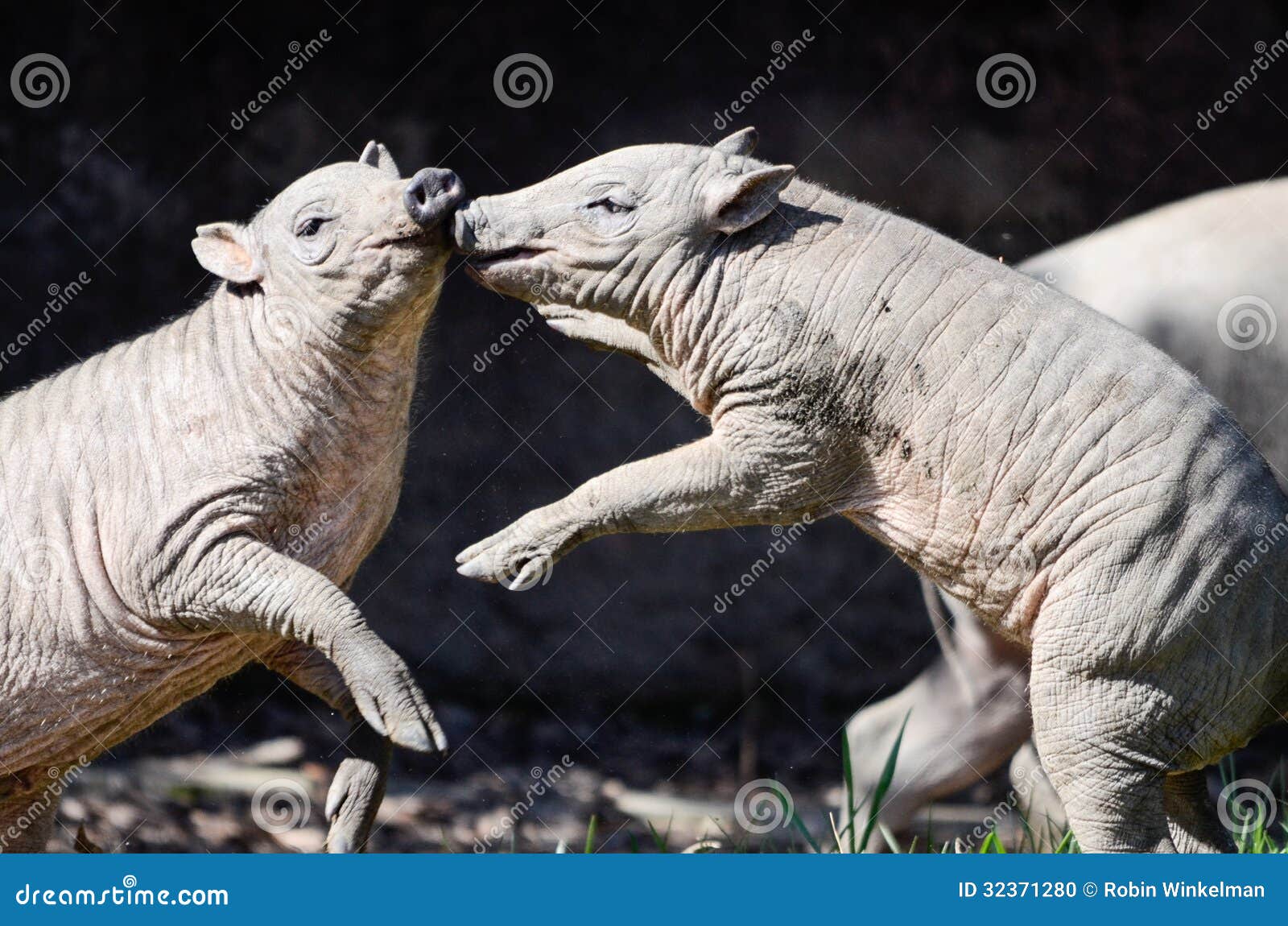 Playing pigs stock photo. Image of snout, faces, leap - 32371280