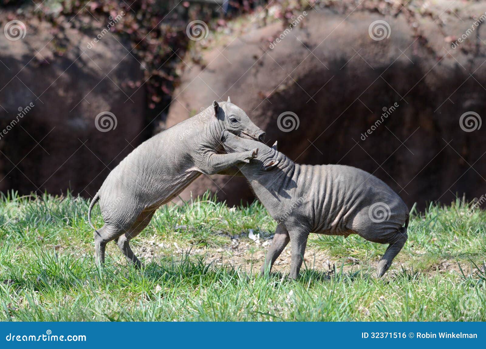 Playing pigs2 stock photo. Image of piglets, snoot, snout - 32371516