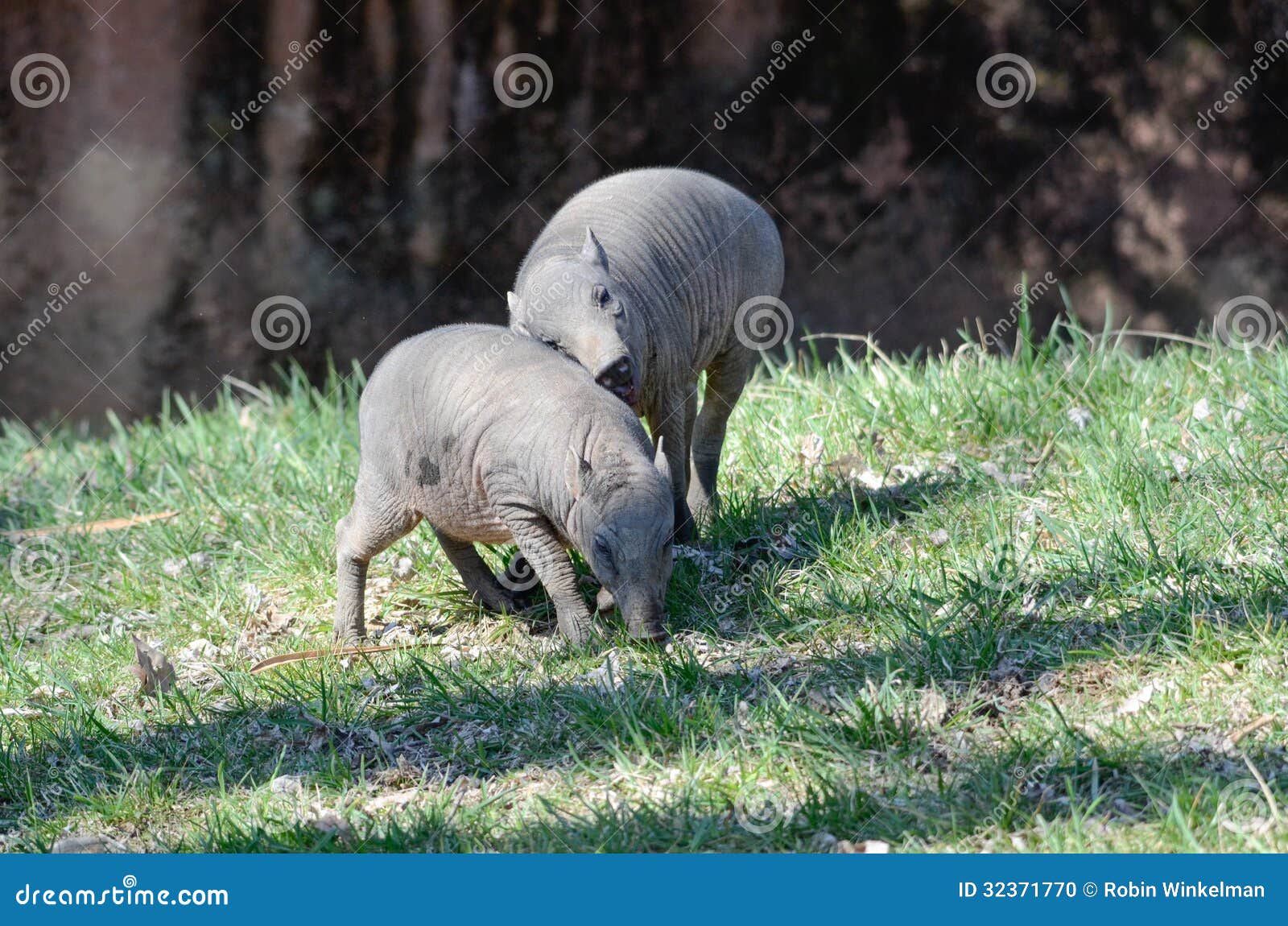 Playing pigs6 stock photo. Image of snoot, touch, swine - 32371770