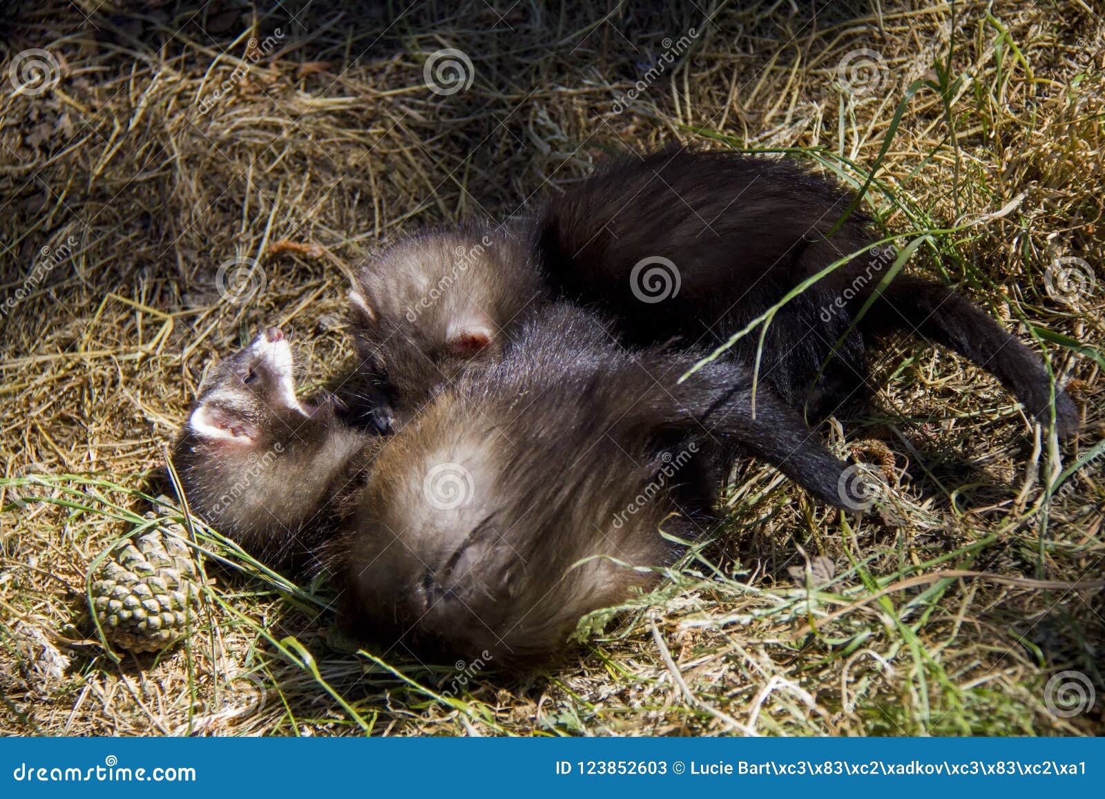 Playing polecat babies. stock image. Image of baby, black - 123852603