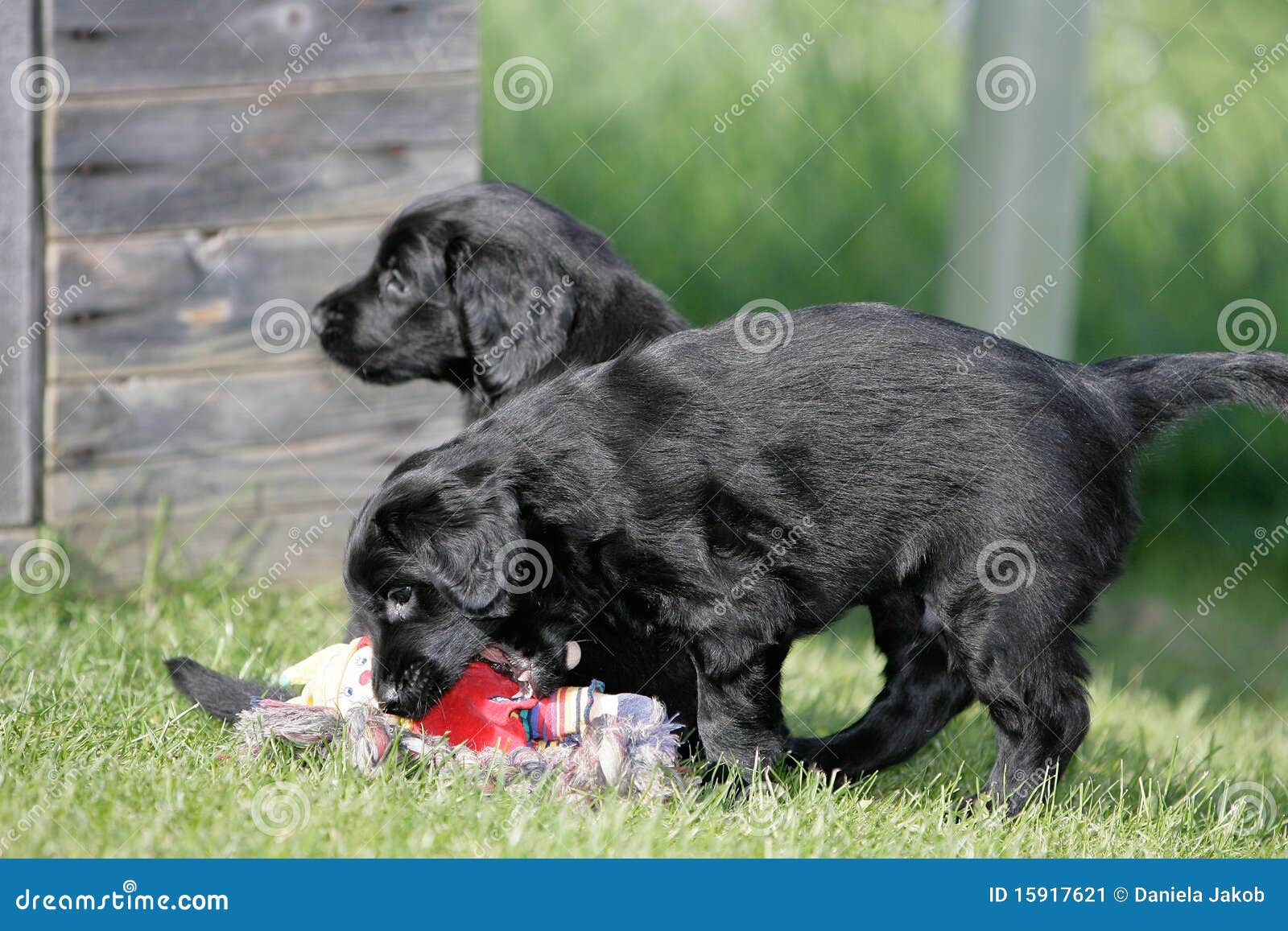 Playing puppies stock image. Image of attentive, cute - 15917621