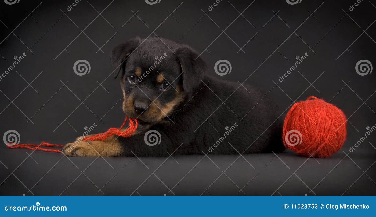Playing Puppy stock image. Image of small, domesticated - 11023753