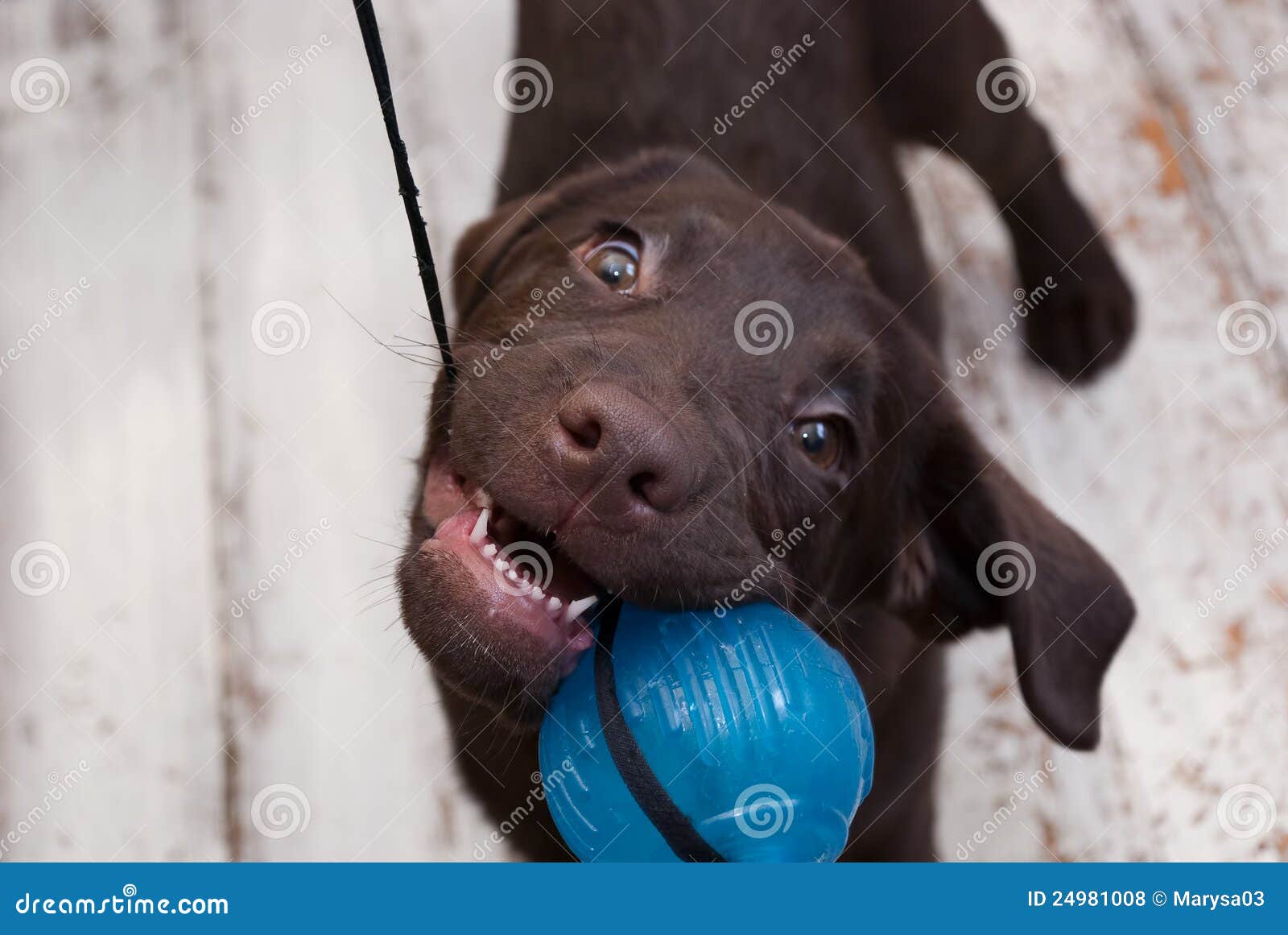 Playing puppy labrador stock photo. Image of brown, retriever - 24981008