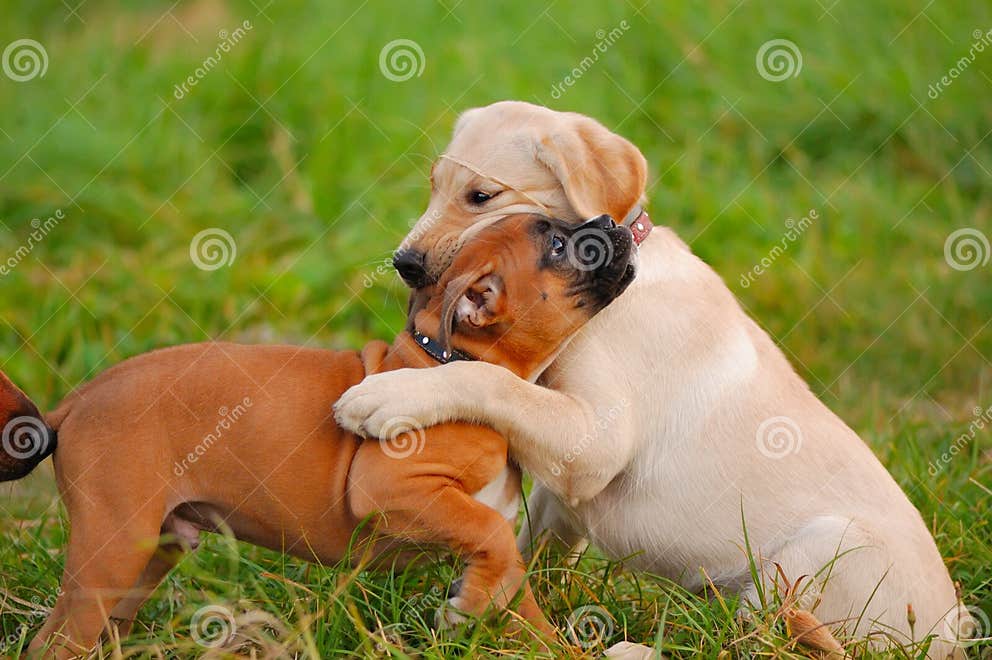 Playing puppy s stock image. Image of canine, domestic - 13536295