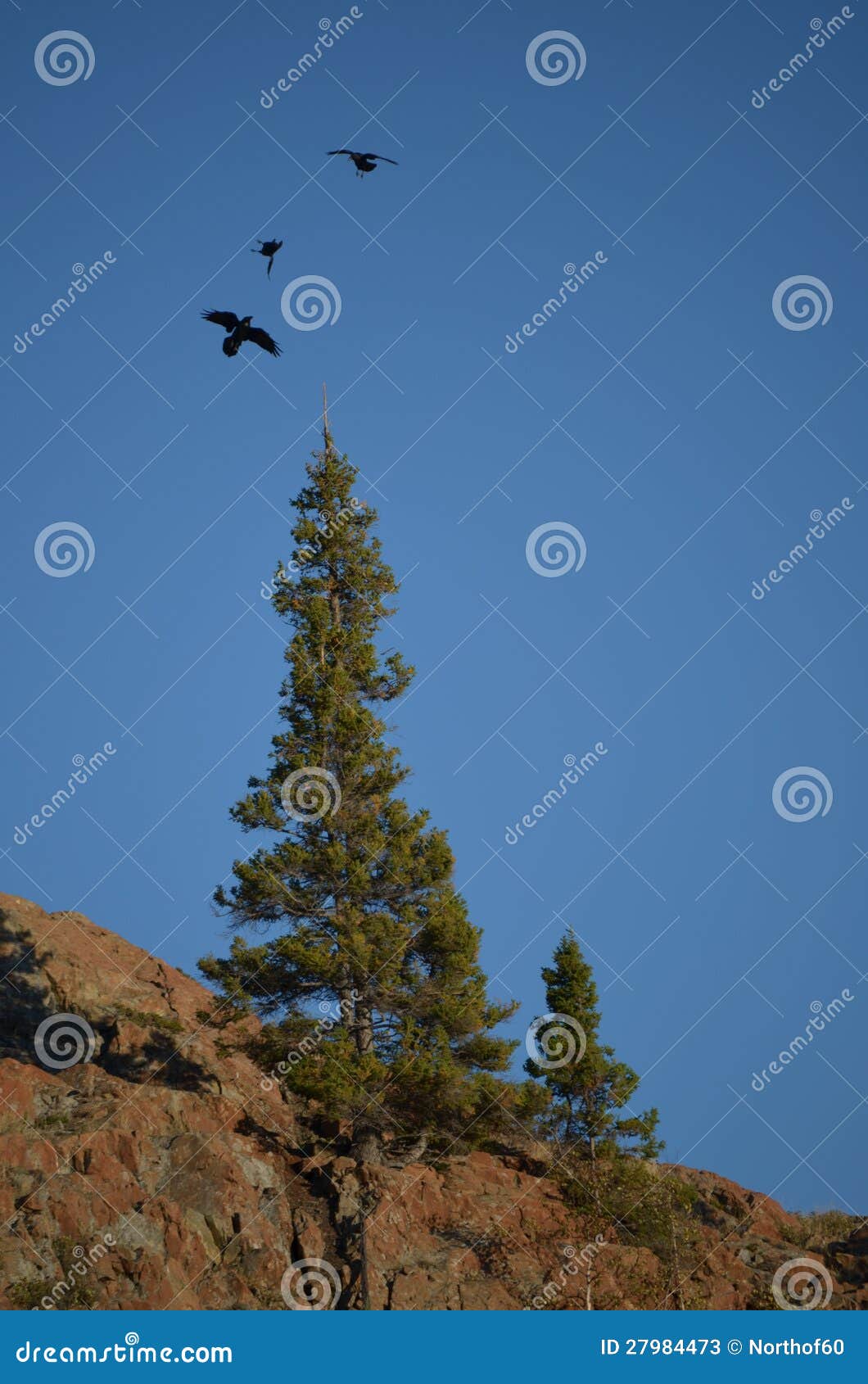 Playing Ravens stock image. Image of crows, play, ravens - 27984473