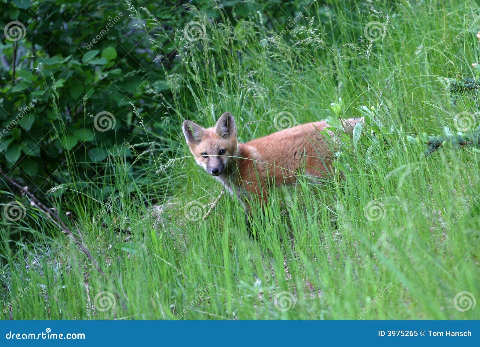 Playing red fox kit stock image. Image of forest, young - 3975265