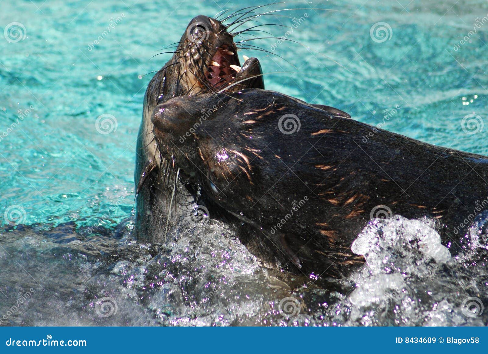 Playing Seals Picture. Image: 8434609