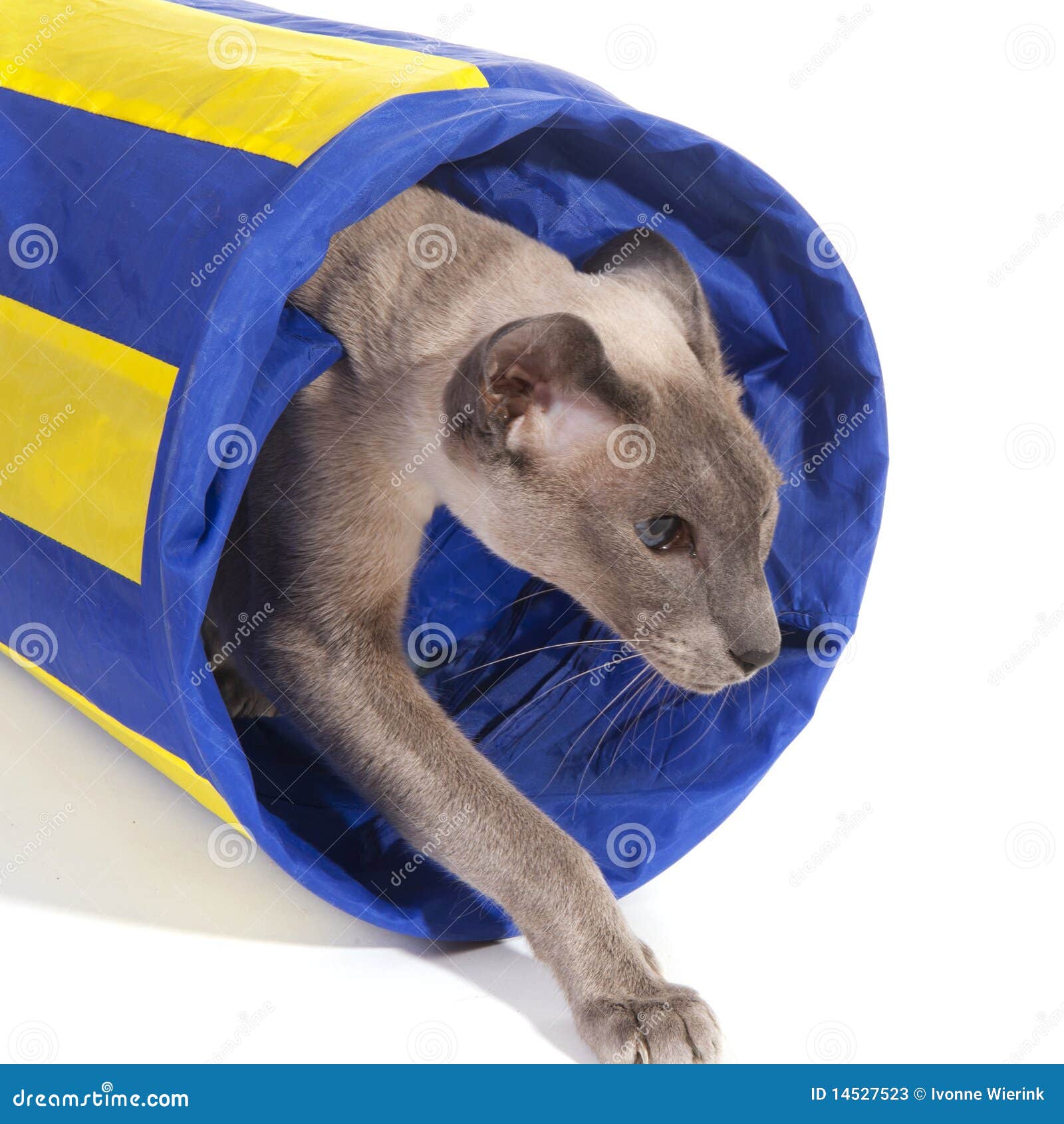 Playing siamese cat stock image. Image of white, pure - 14527523
