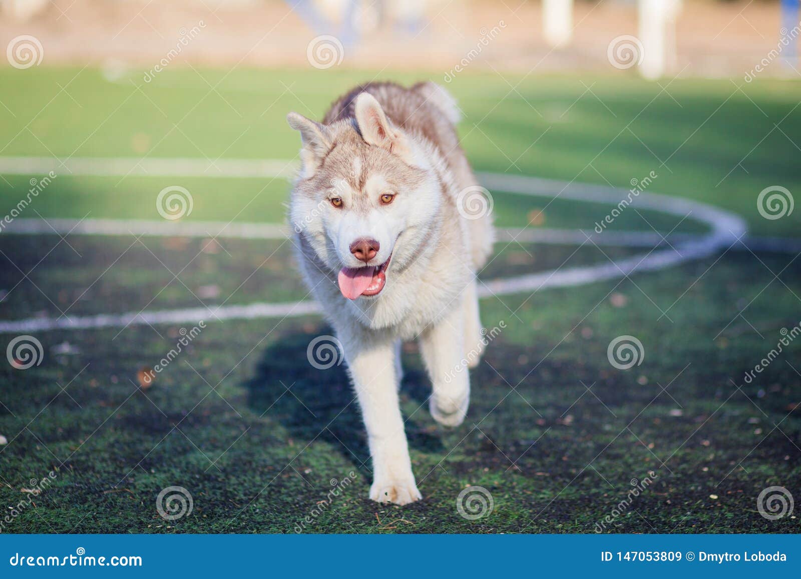 Playing with Siberian Husky Outdoor Stock Image - Image of family ...
