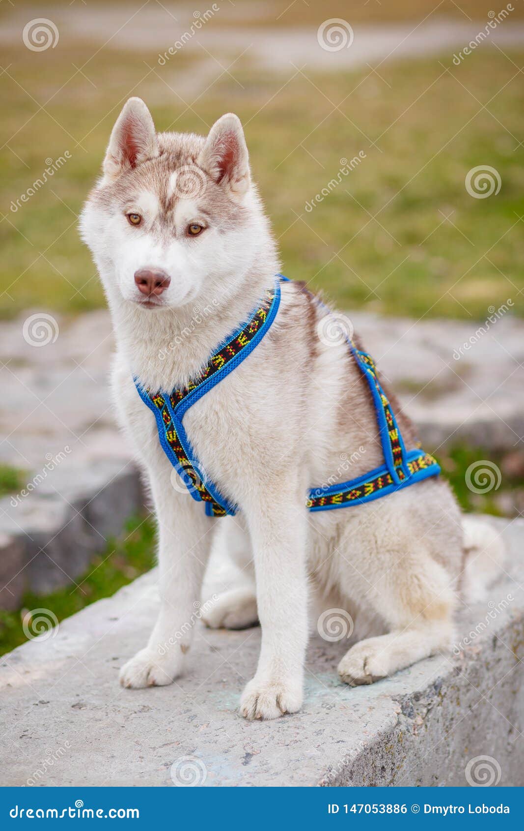 Playing with Siberian Husky Outdoor Stock Photo - Image of outdoor ...