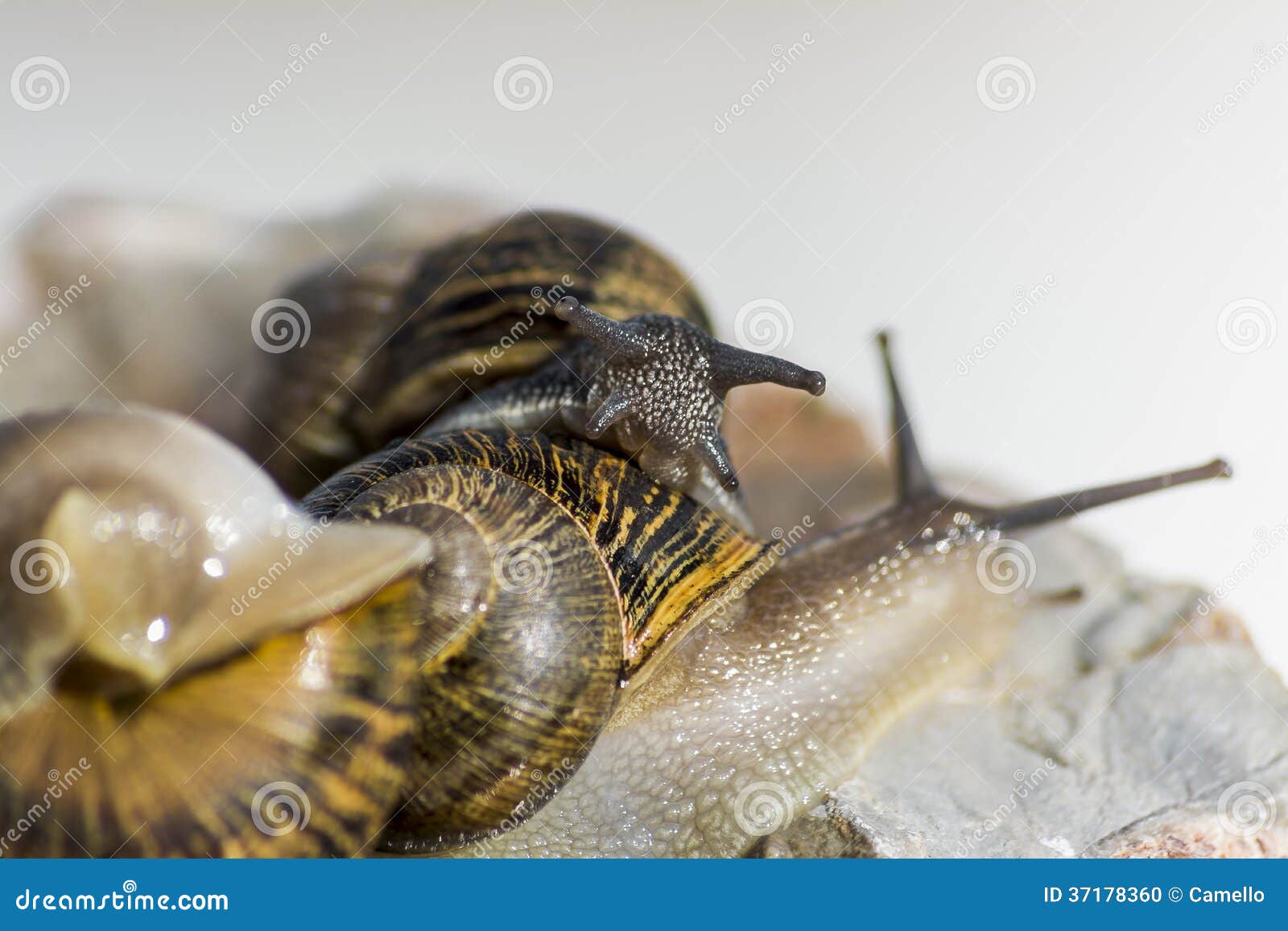 Playing Snails stock photo. Image of small, pest, texture - 37178360