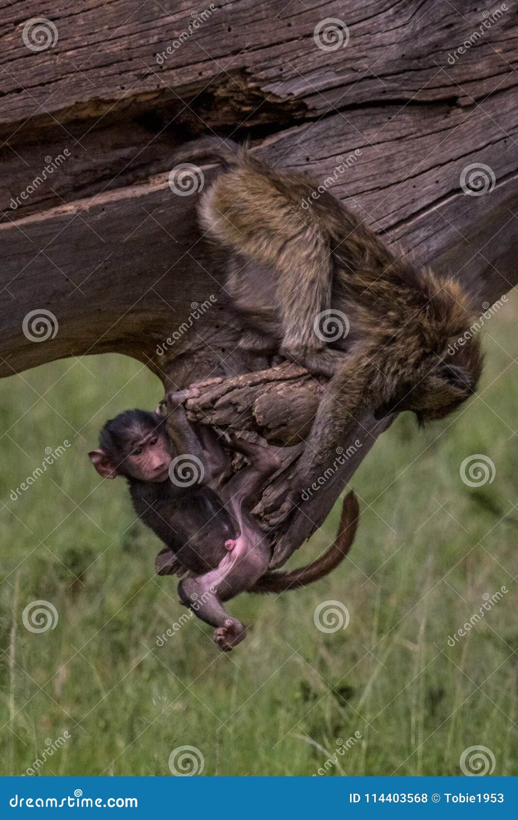 Playing time stock photo. Image of baboons, stroll, mammals - 114403568