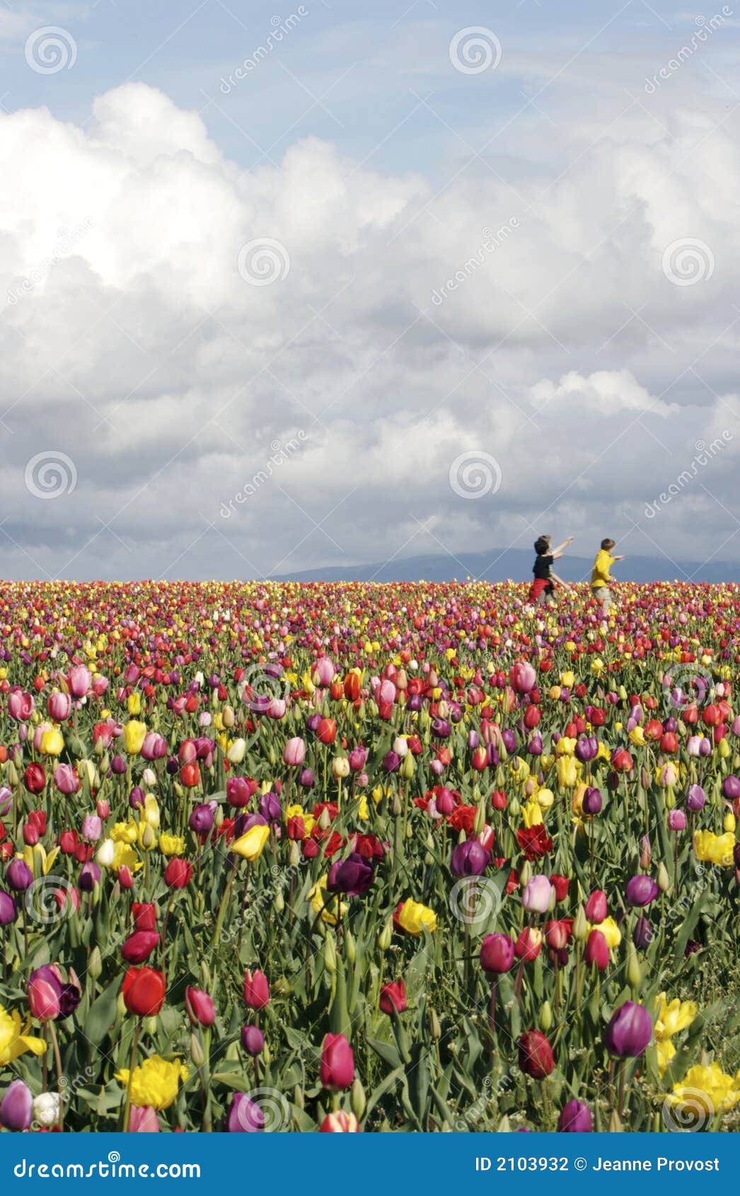 Playing in Tulip Fields stock photo. Image of color, cloud - 2103932
