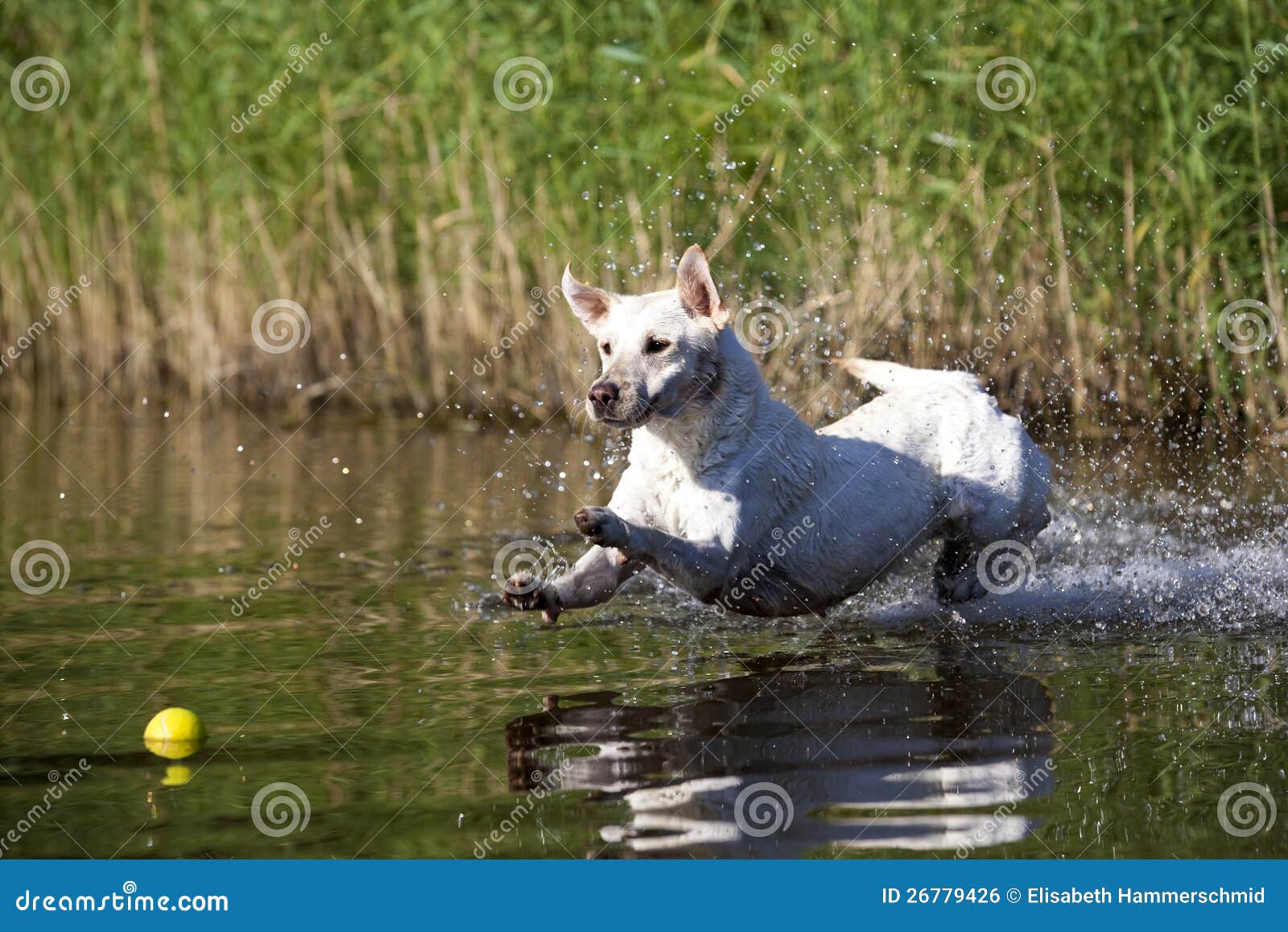 Playing White Labrador Retriever Female Stock Photo - Image of male ...
