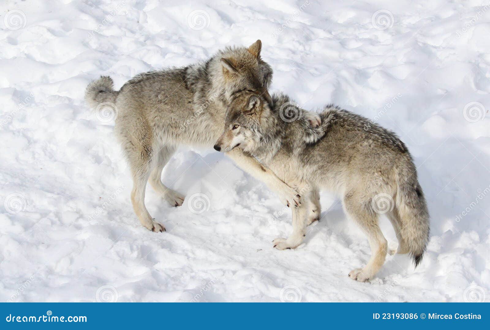 Playing wolves stock photo. Image of majestic, alpha - 23193086