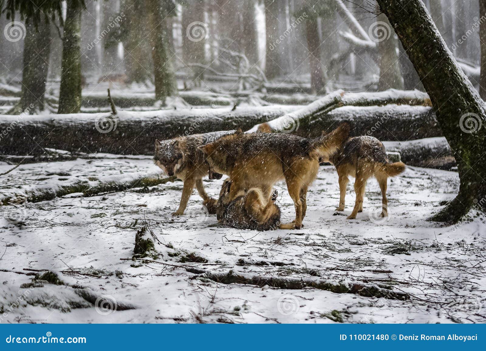 Playing Wolves in the Snowy Forest Stock Photo - Image of wolves ...