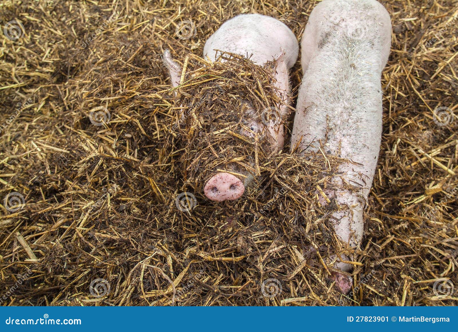Playing Young Pigs in Stable Stock Image - Image of messy, farm: 27823901