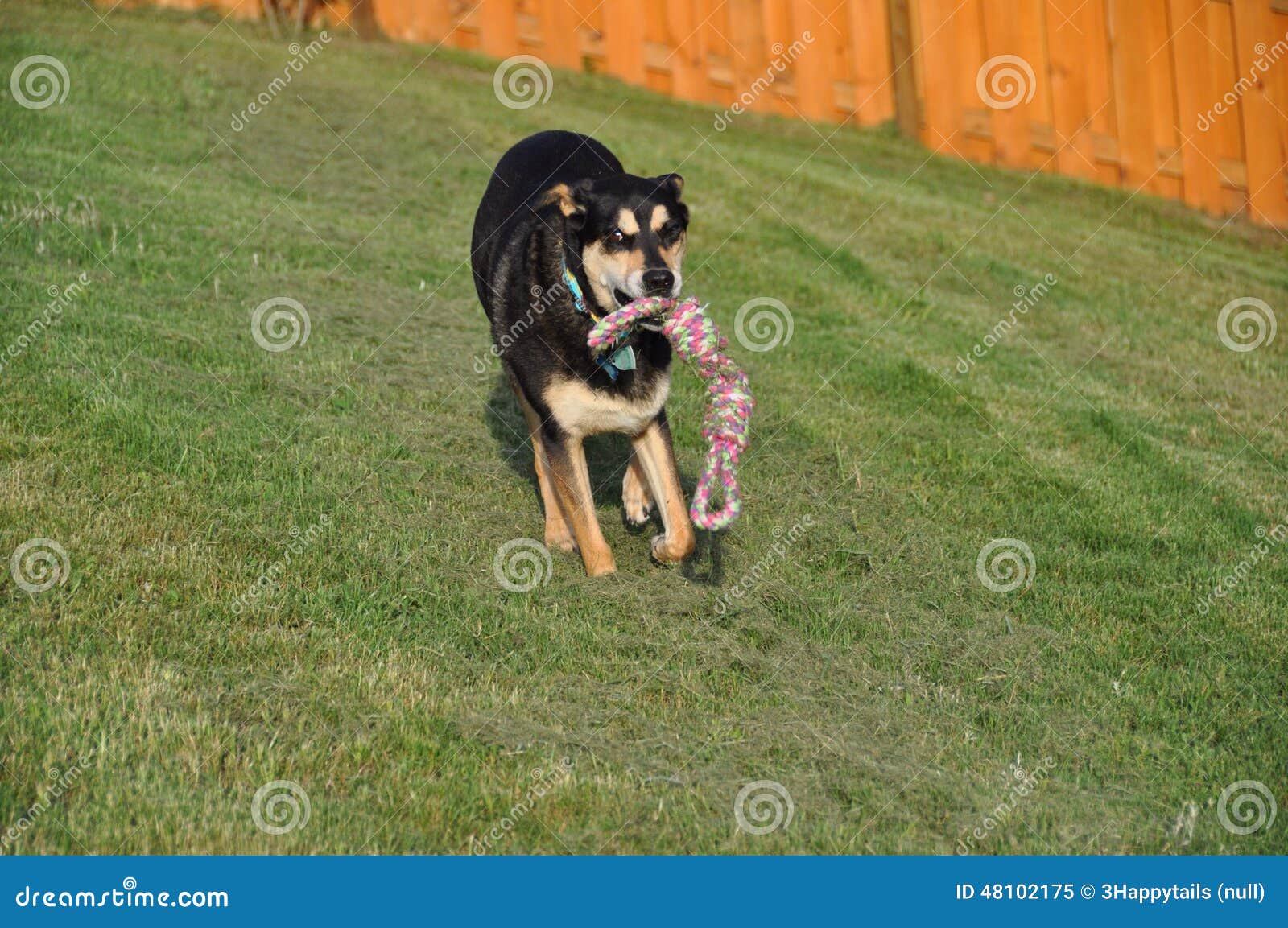 Playtime for Big Dog with Rope Stock Image - Image of puppy, rope: 48102175
