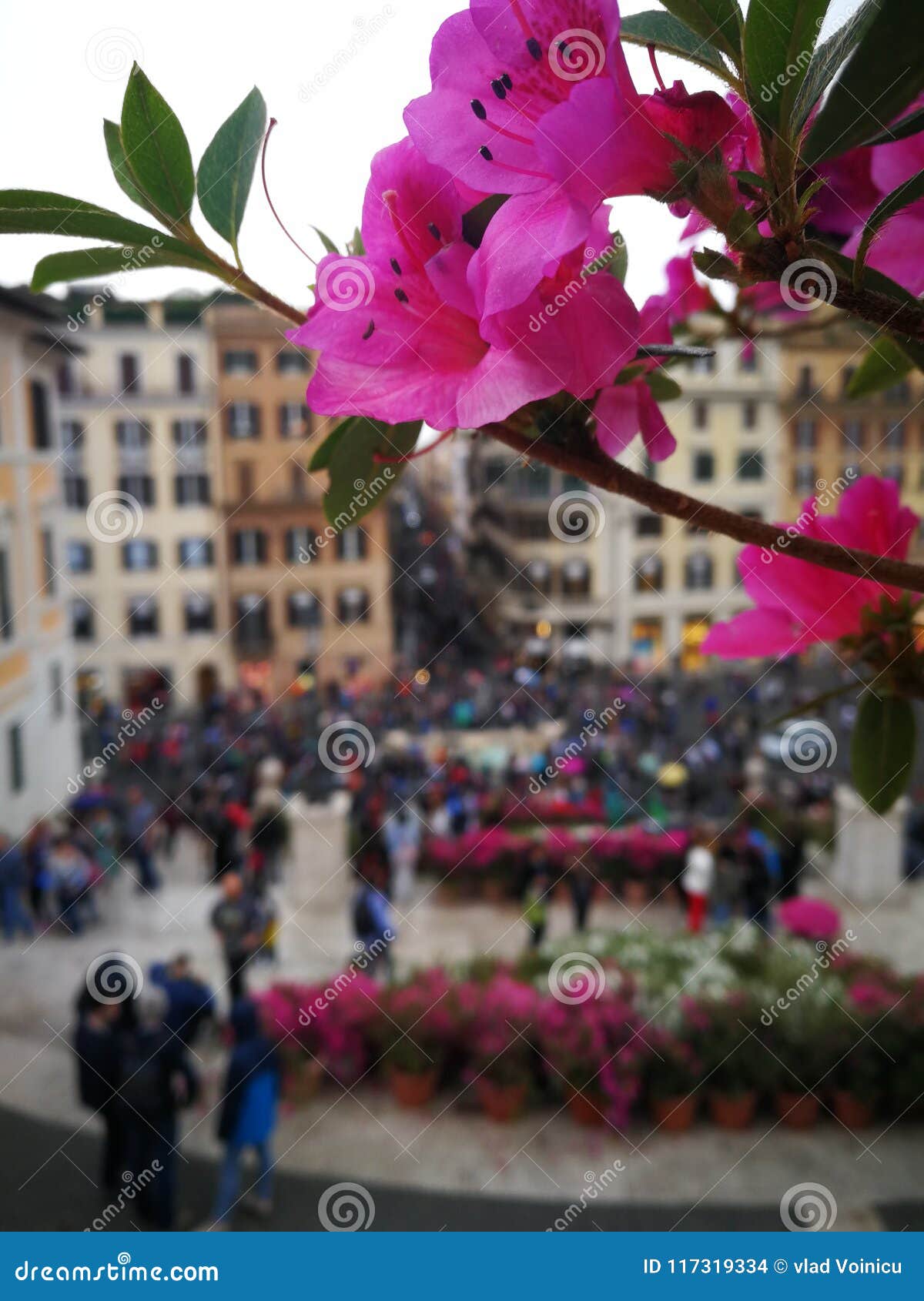 Plaza De Spagna De Las Rosas De La Flor De Roma Foto de archivo ...