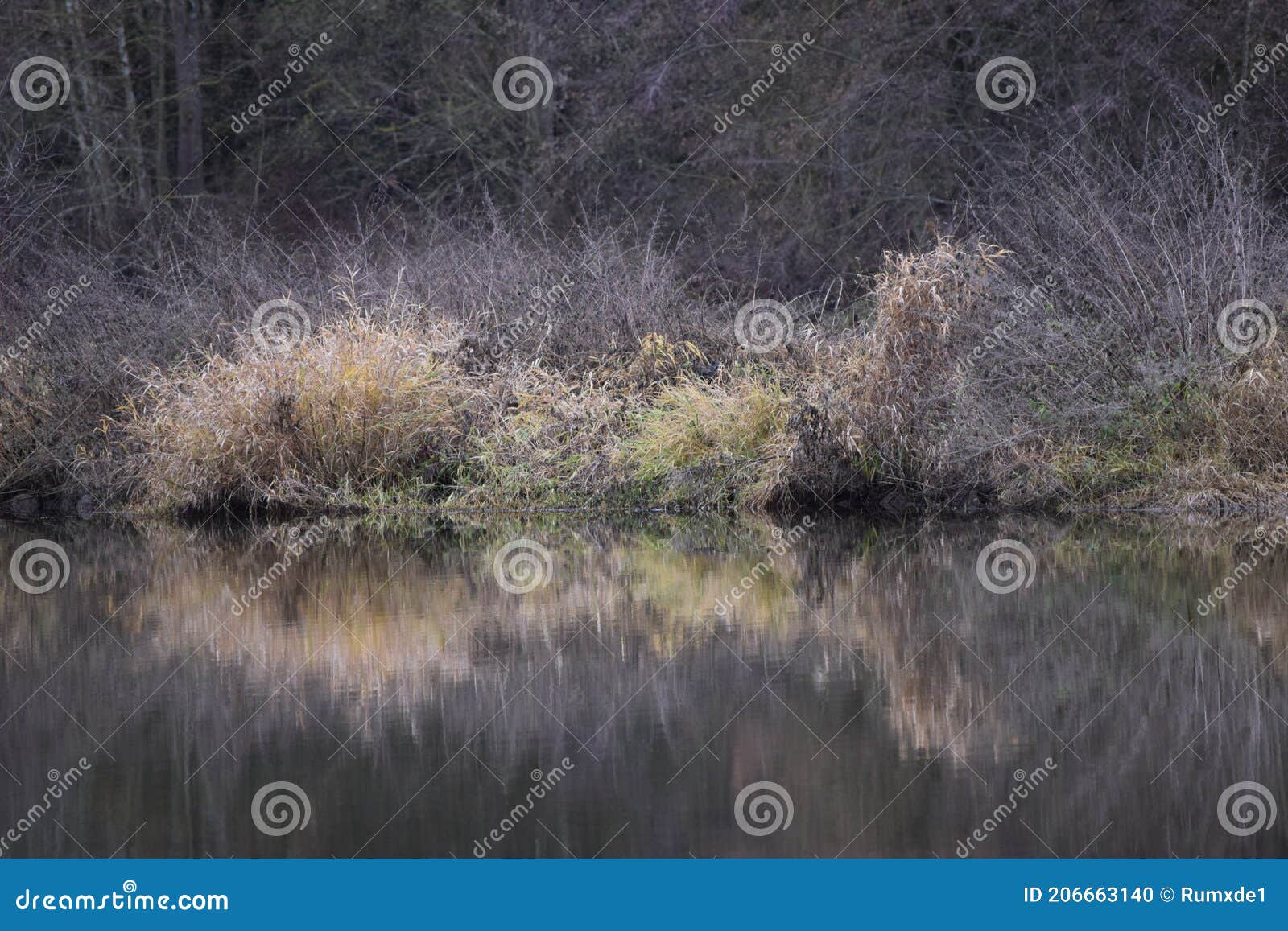 A Plea for Nature that is Not Boring Stock Photo - Image of grasses ...