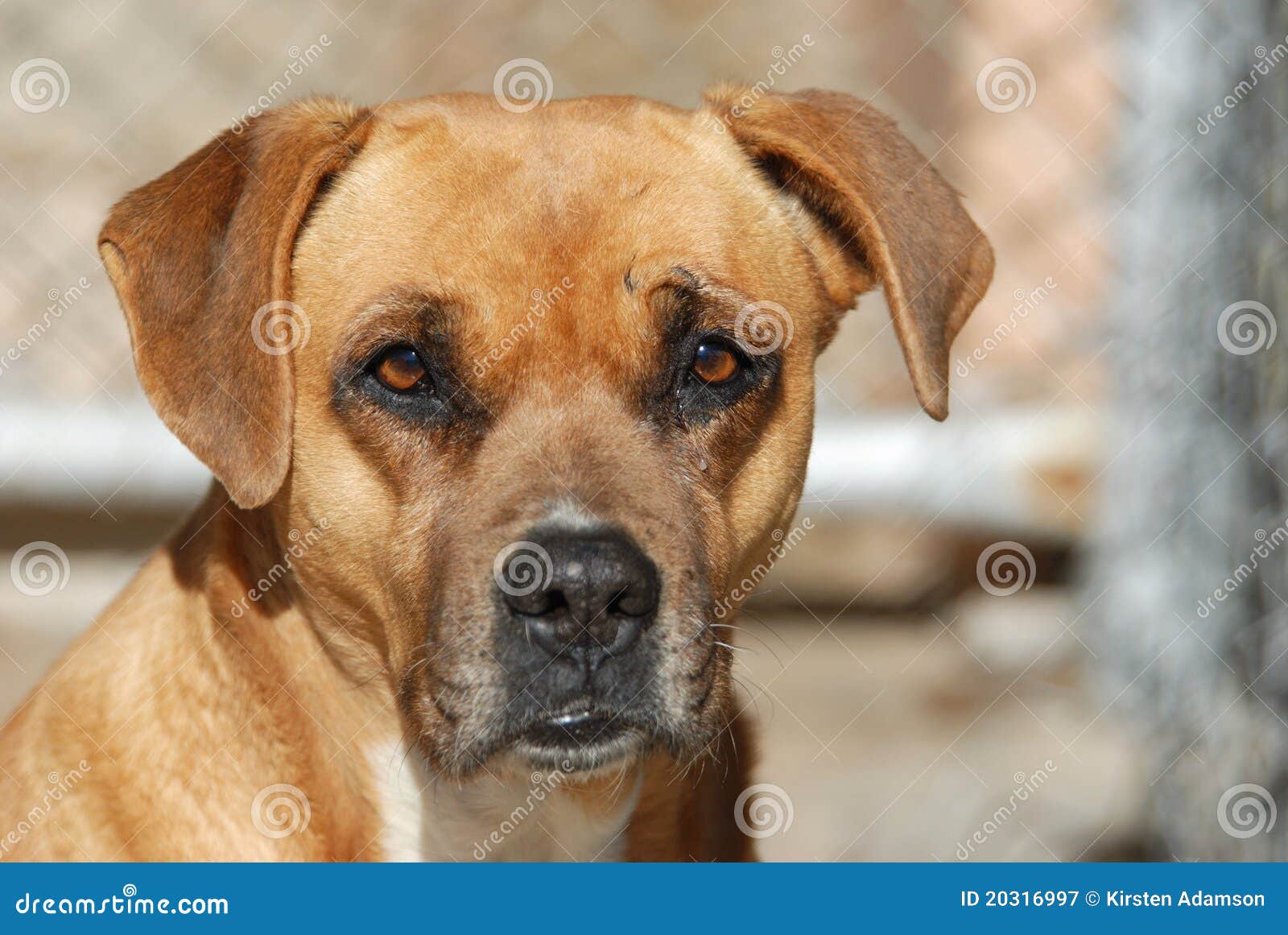 Pleading Abandoned Dog in Cage Stock Image - Image of caged, abused ...
