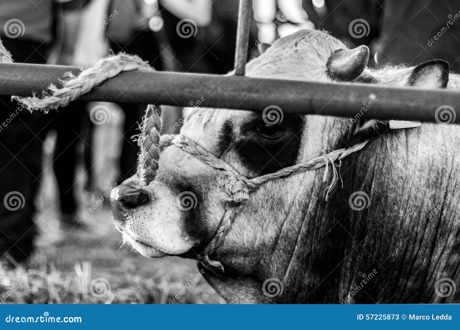 Pleading Eyes of Cows Behind Fence Stock Image - Image of dairy ...
