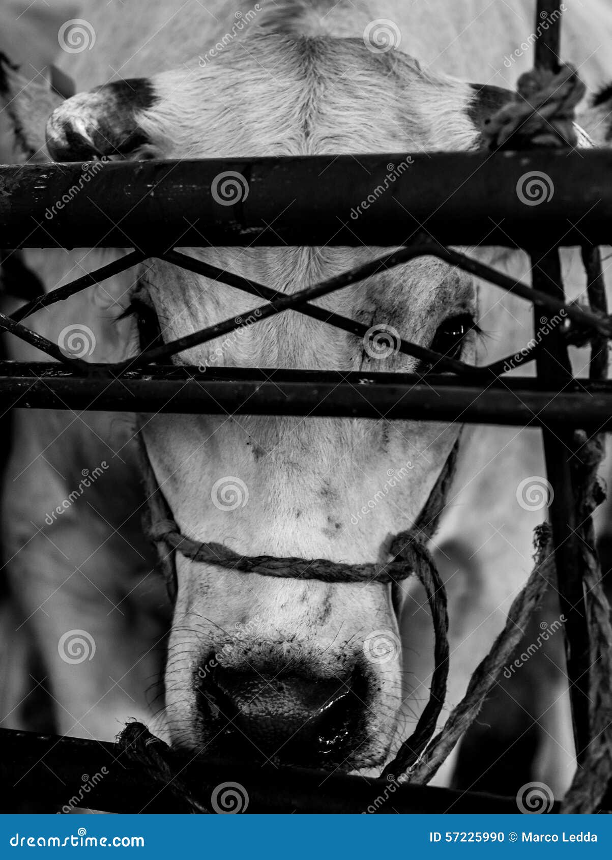 Pleading Eyes of Cows Behind Fence Stock Photo - Image of dairy, cows ...