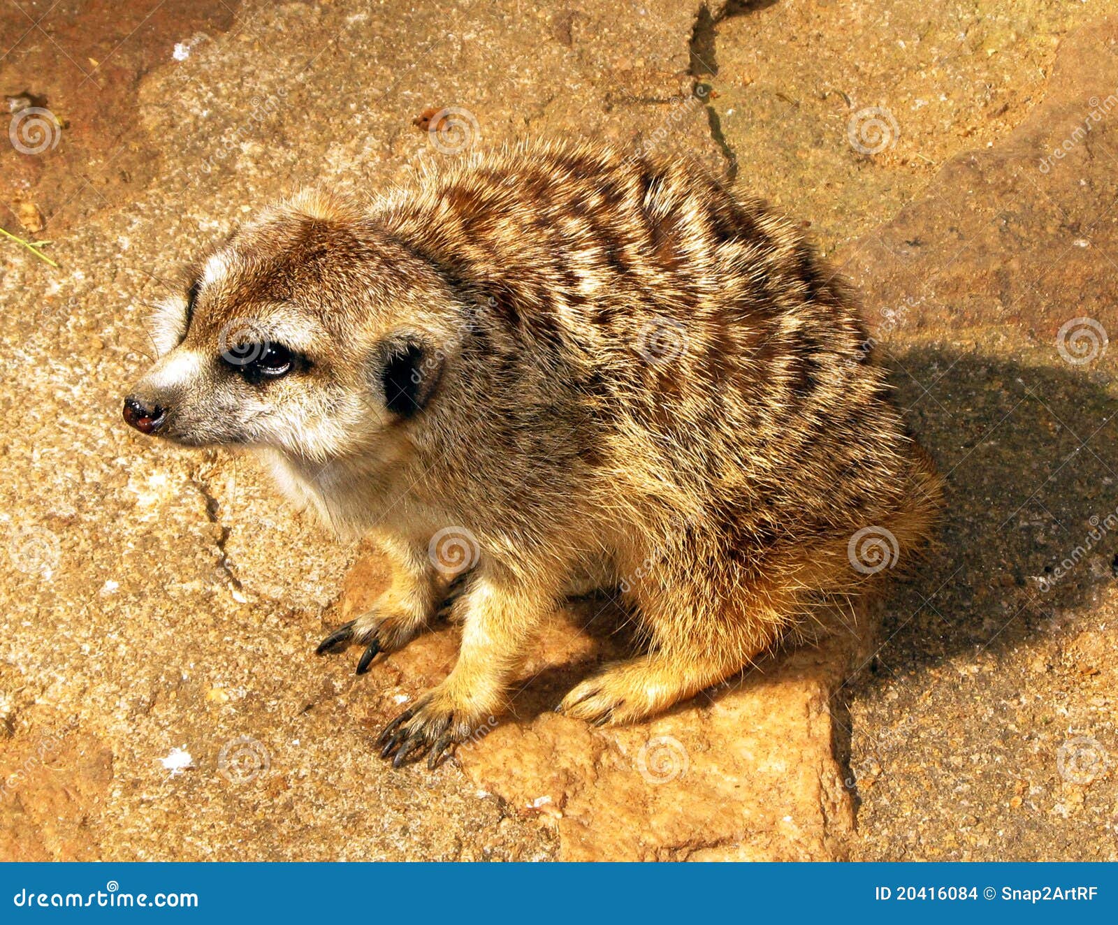 Pleading Southern African Meerkat Stock Photo - Image of mongoose ...