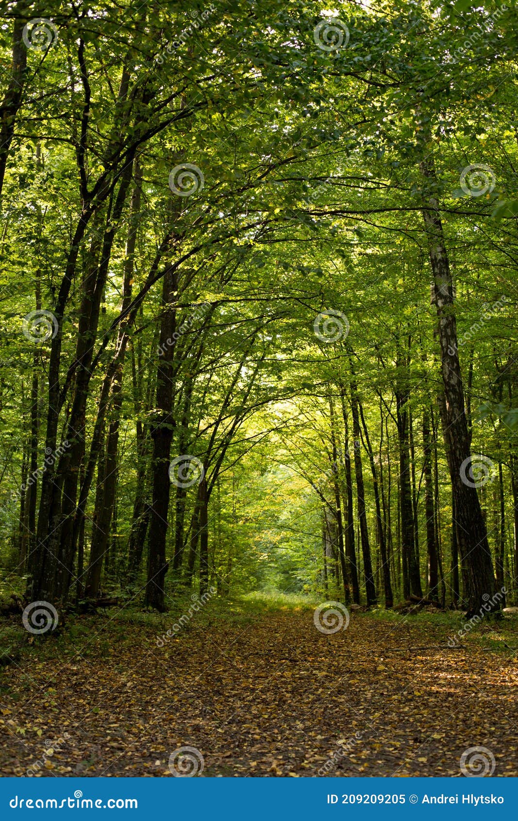 The Pleasant Coolness of a Young Forest Stock Image - Image of trunk ...