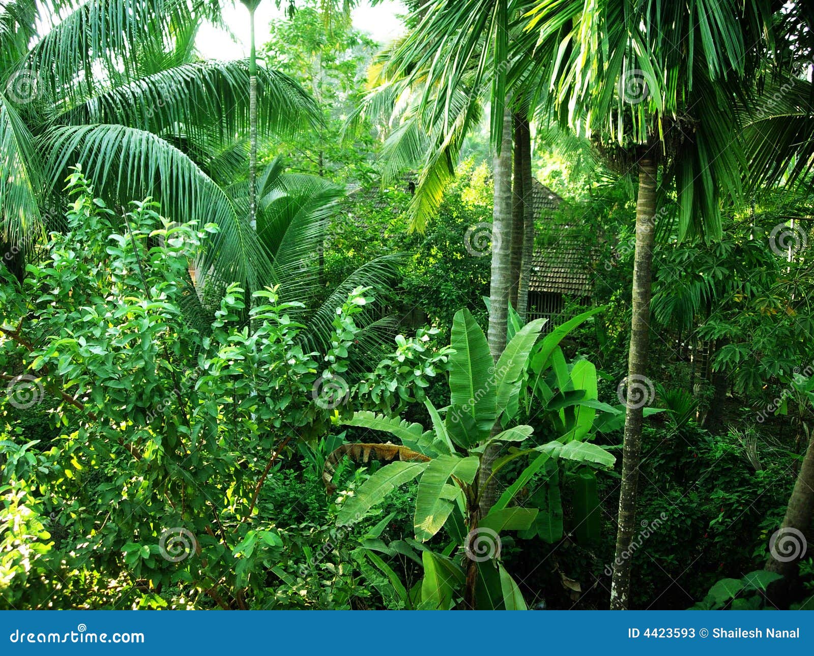 Pleasant Green Scene stock image. Image of superb, soothing - 4423593