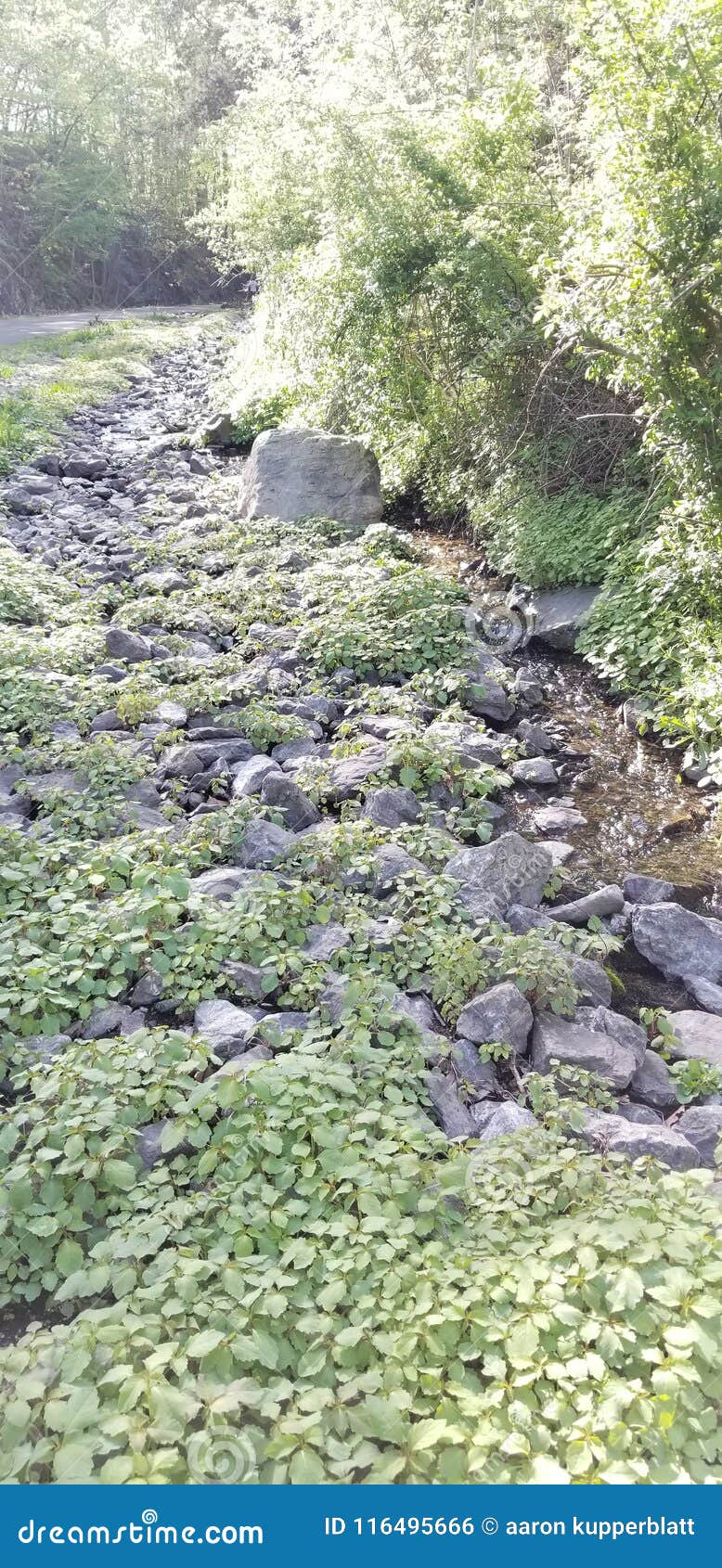 Babbling brook stock photo. Image of green, nature, babbling - 116495666