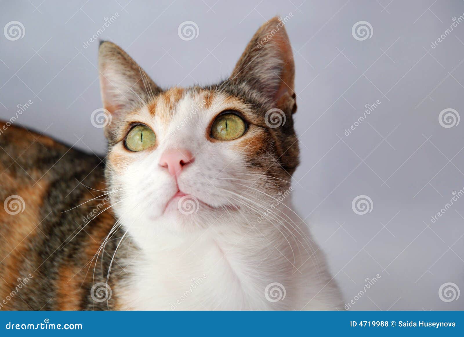 Please?.. Picture Image: 4719988