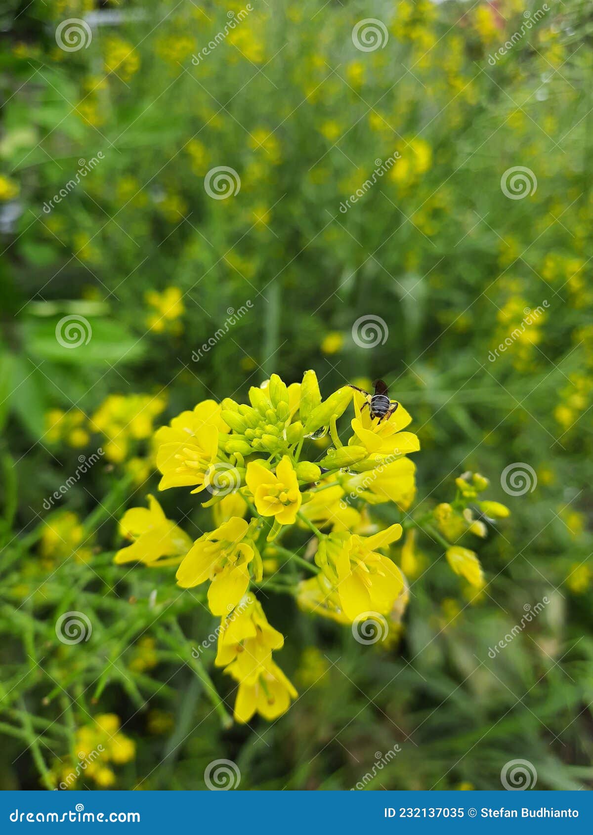 Please bee friendly stock image. Image of green, grassland - 232137035