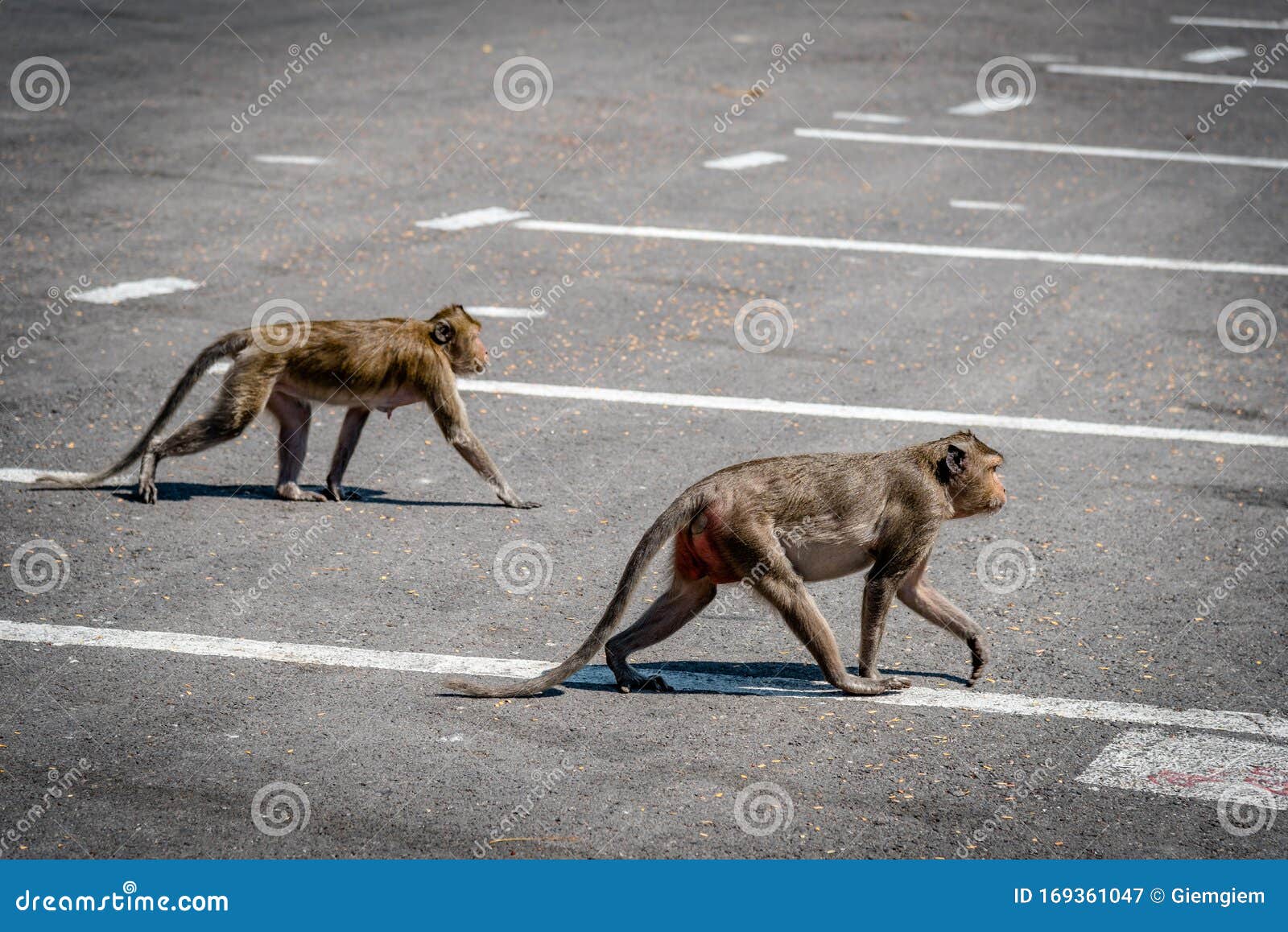 Please Beware Monkey Cross the Road, Concept Saving Animals Stock Image ...