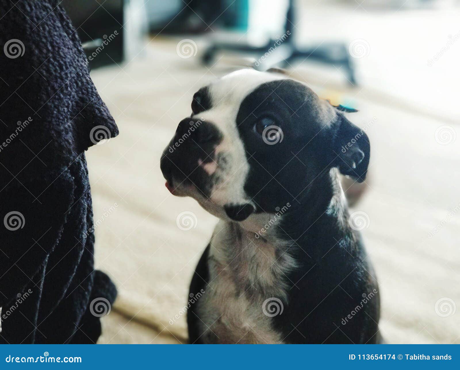 Please stock photo. Image of please, boston, terrier - 113654174