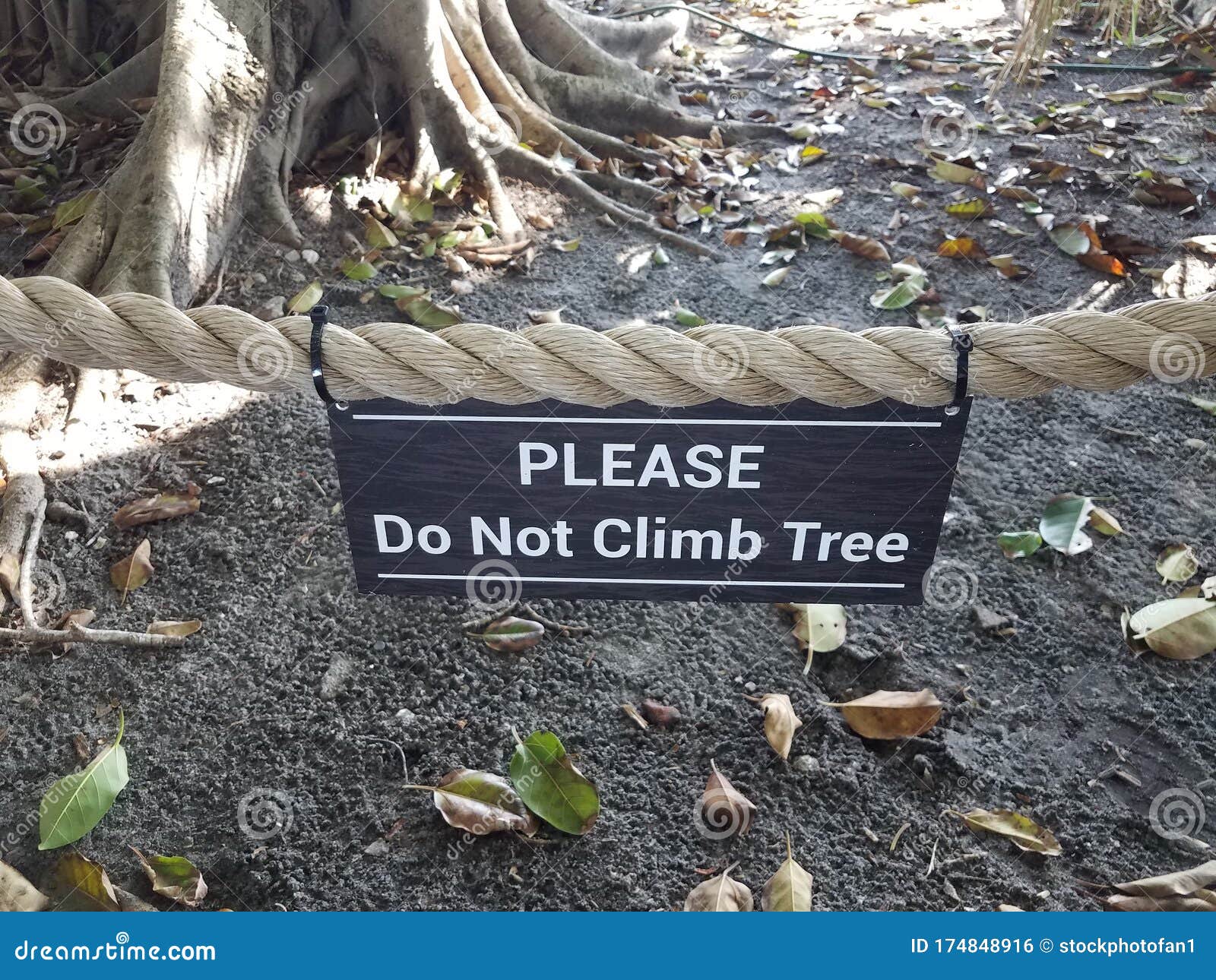Please Do Not Climb Tree Sign on Rope with Tree Root Stock Photo ...