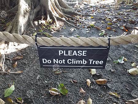 Please Do Not Climb Tree Sign on Rope with Tree Root Stock Photo ...
