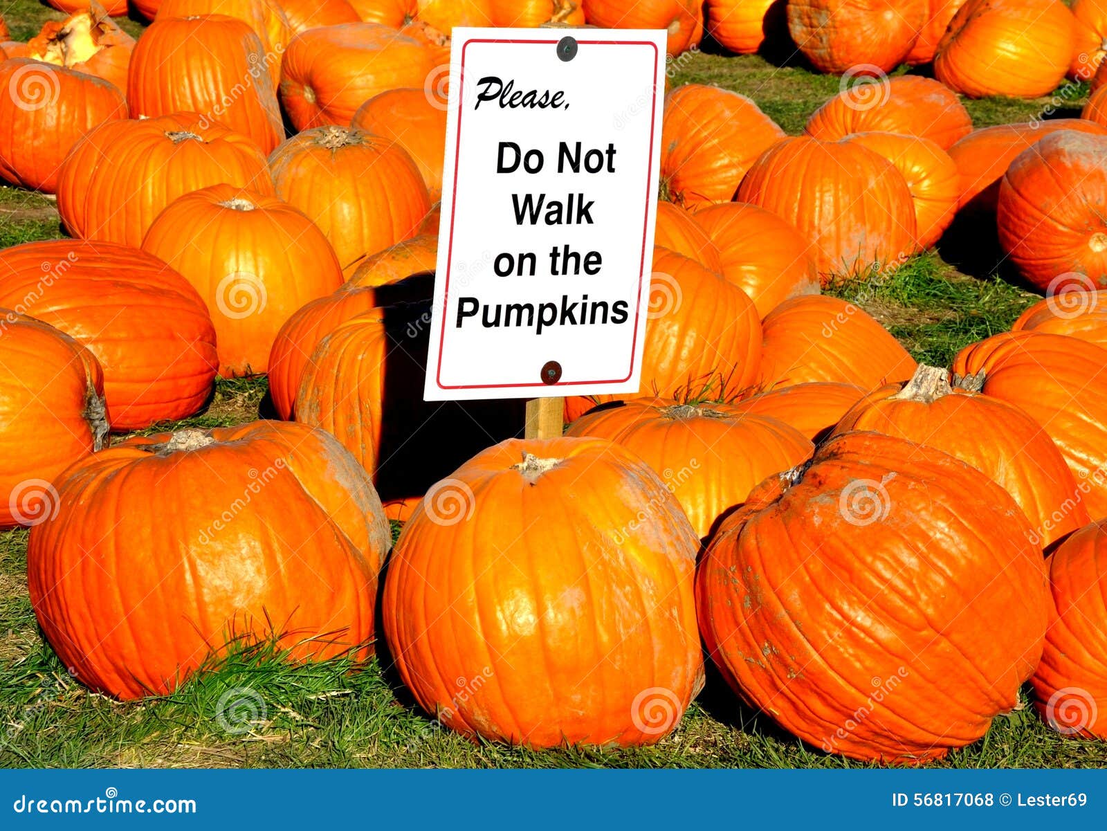 Please Do Not Walk on the Pumpkins Notice Stock Photo - Image of buyer ...