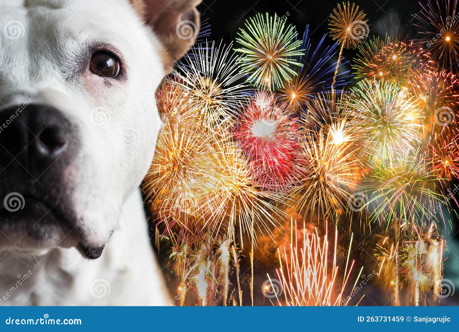 Please Don`t Throw Firecrackers I`m Afraid Stock Image - Image of fear ...