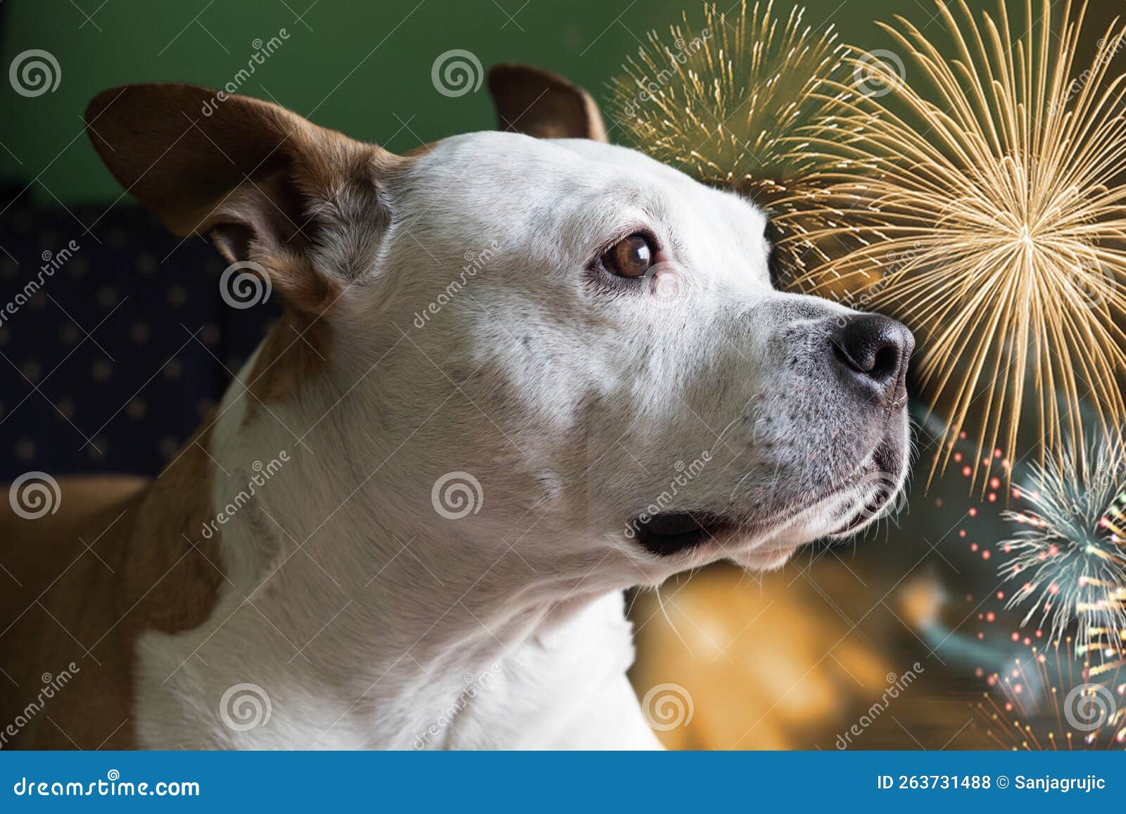 Please Don`t Throw Firecrackers I`m Afraid Stock Photo - Image of ...
