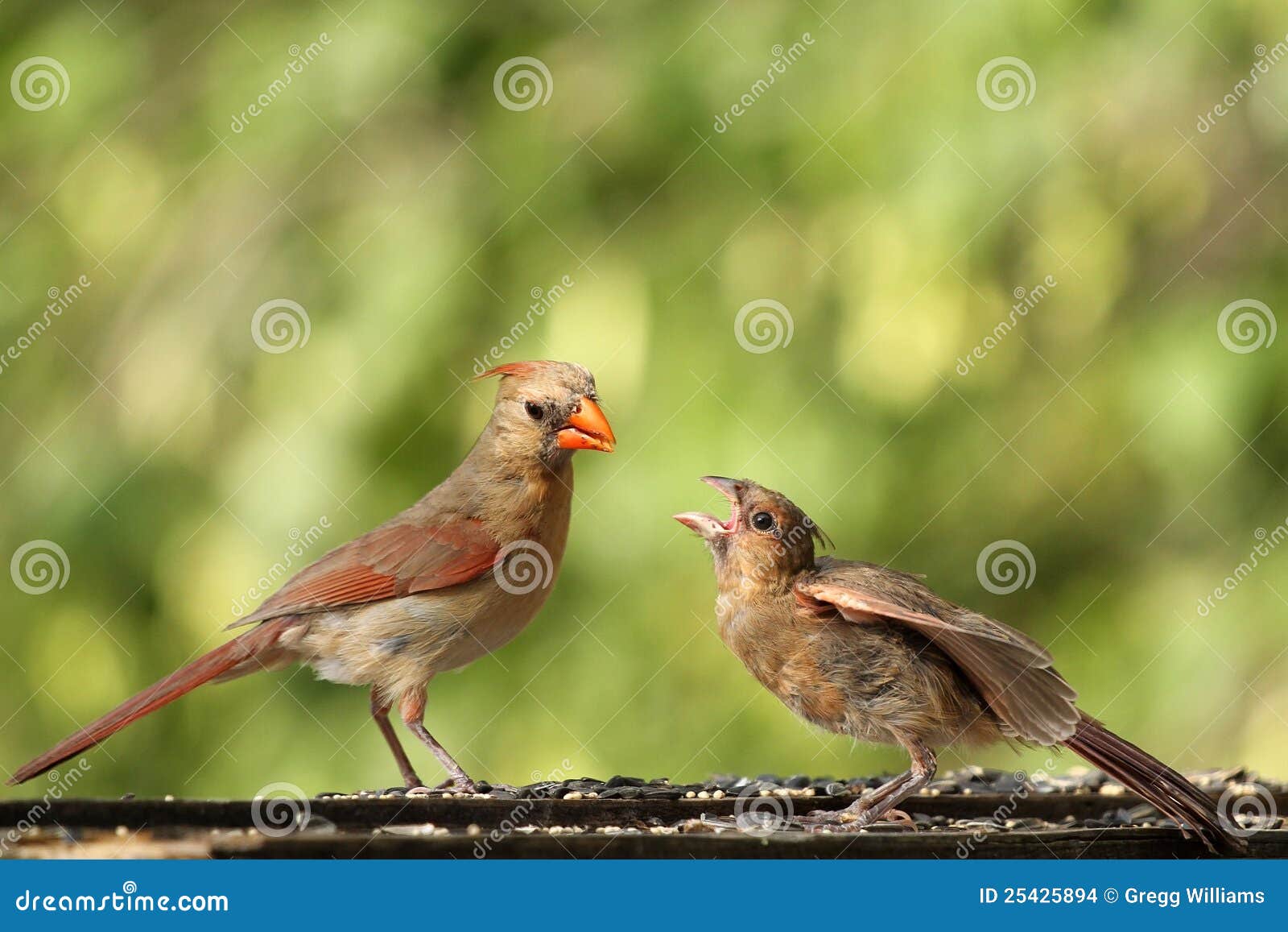 Cardinal Babies