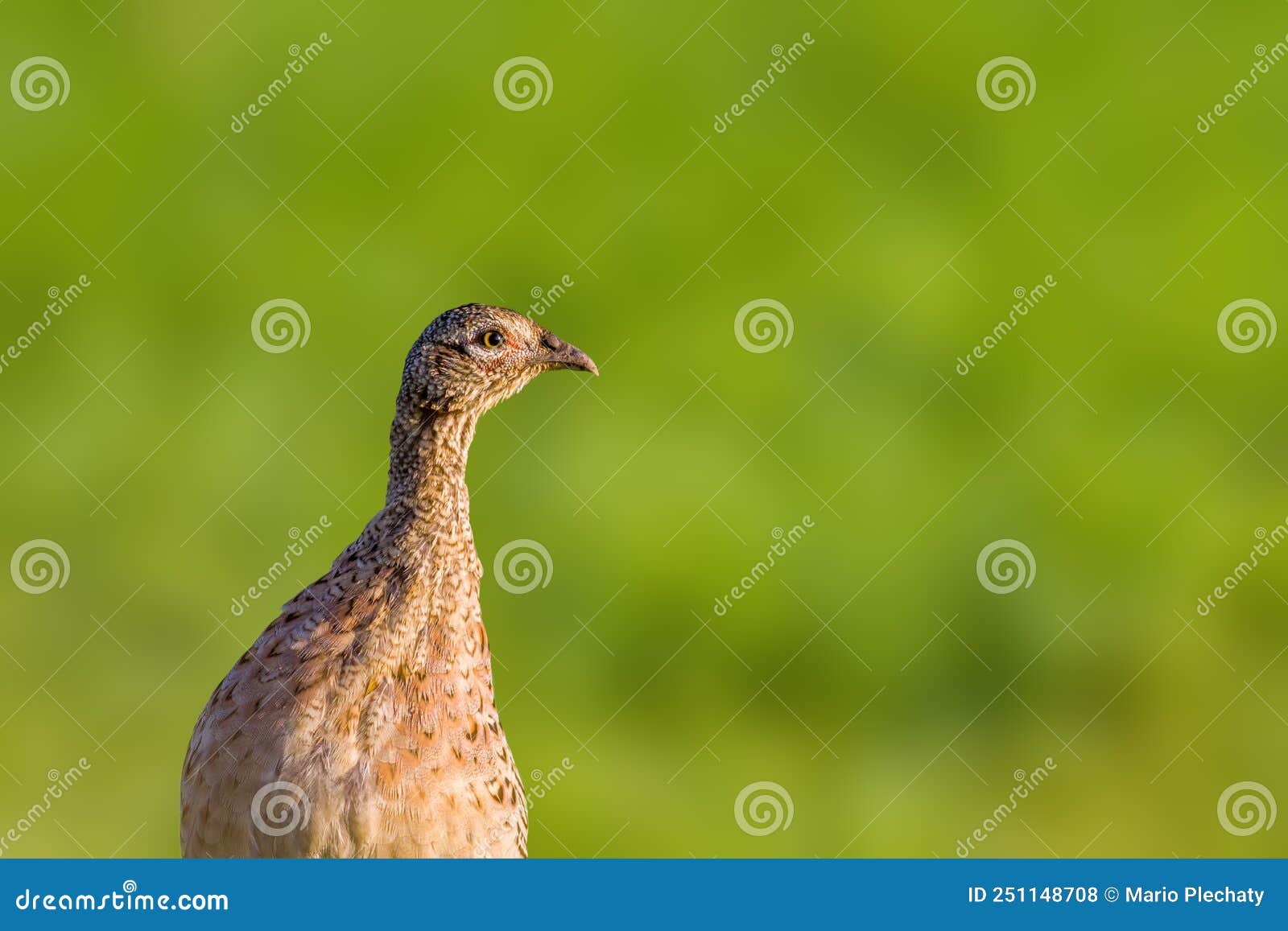 A Young Pheasant Chicken in a Meadow Stock Photo - Image of chest ...