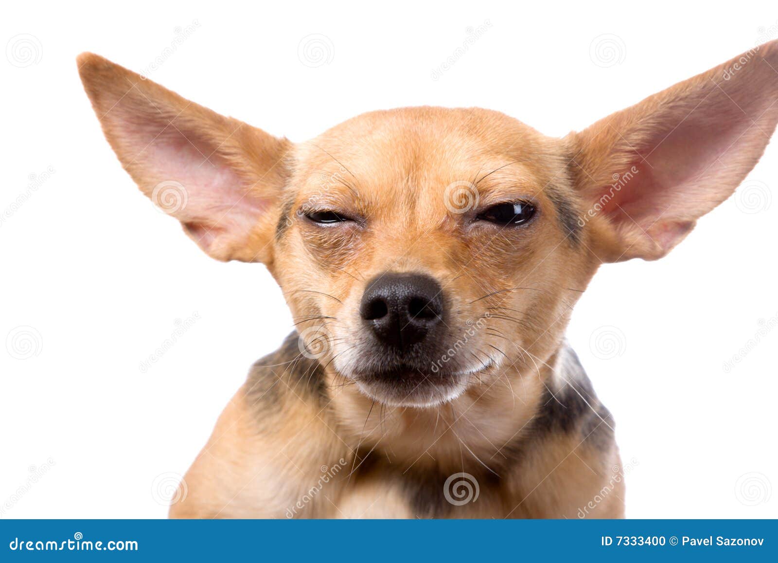 Pleased face stock photo. Image of large, pleased, pets - 7333400