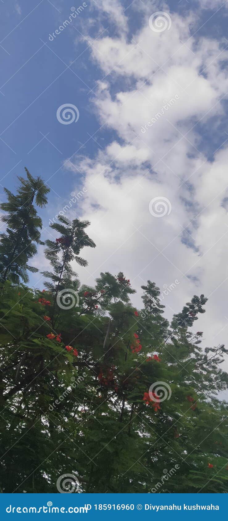 Pleasent Weather with Cool Atitude Stock Photo - Image of greengreen ...