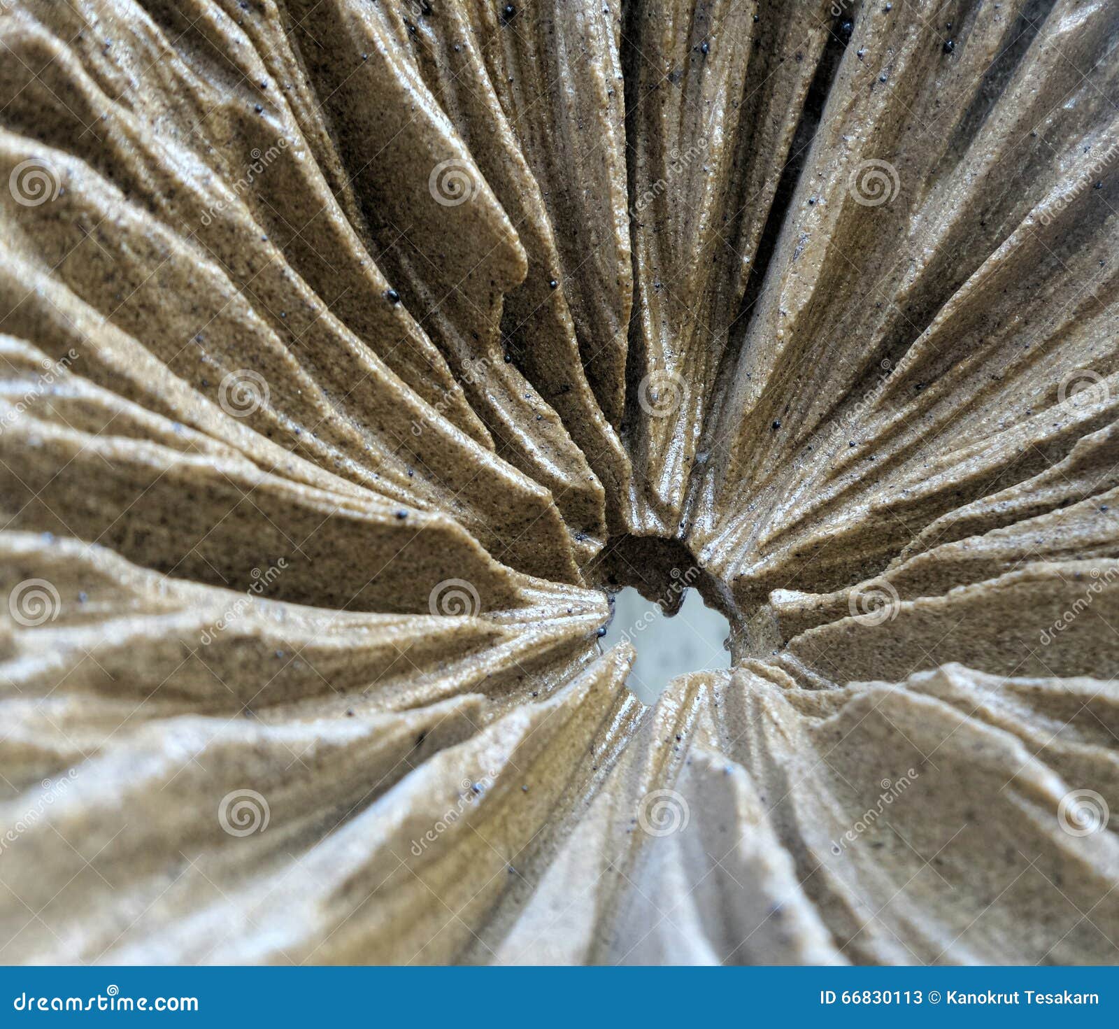 Pleat texture sculpture stock image. Image of lotus, design - 66830113