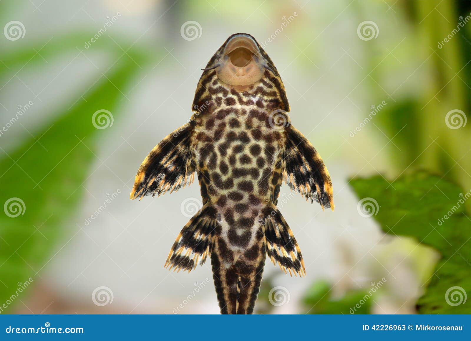 Pleco Catfish Plecostumus Fish Stock Photo - Image: 42226963
