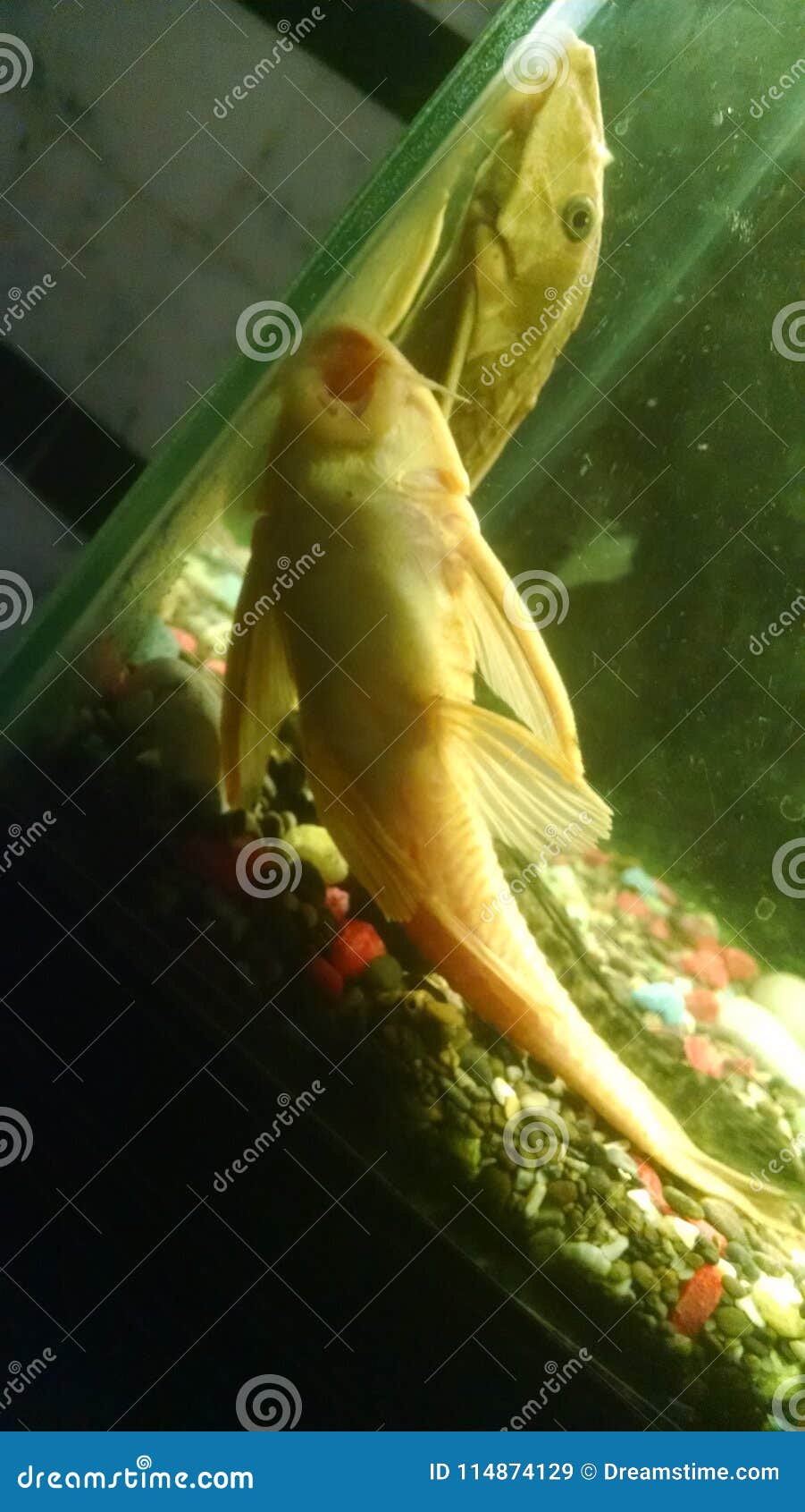 Pleco fish stock image. Image of fish, beautiful, amazing - 114874129