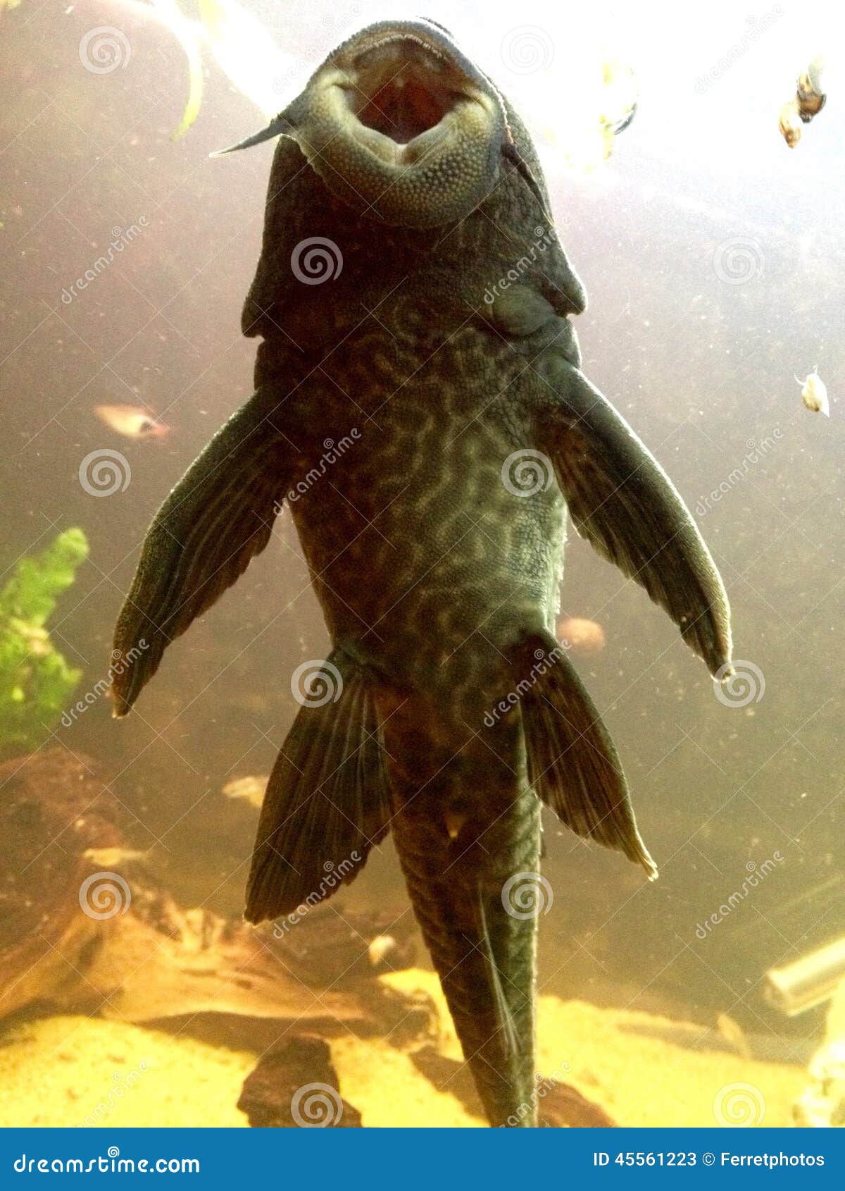 Pleco stock image. Image of catfish, sucking, pleco, plec - 45561223
