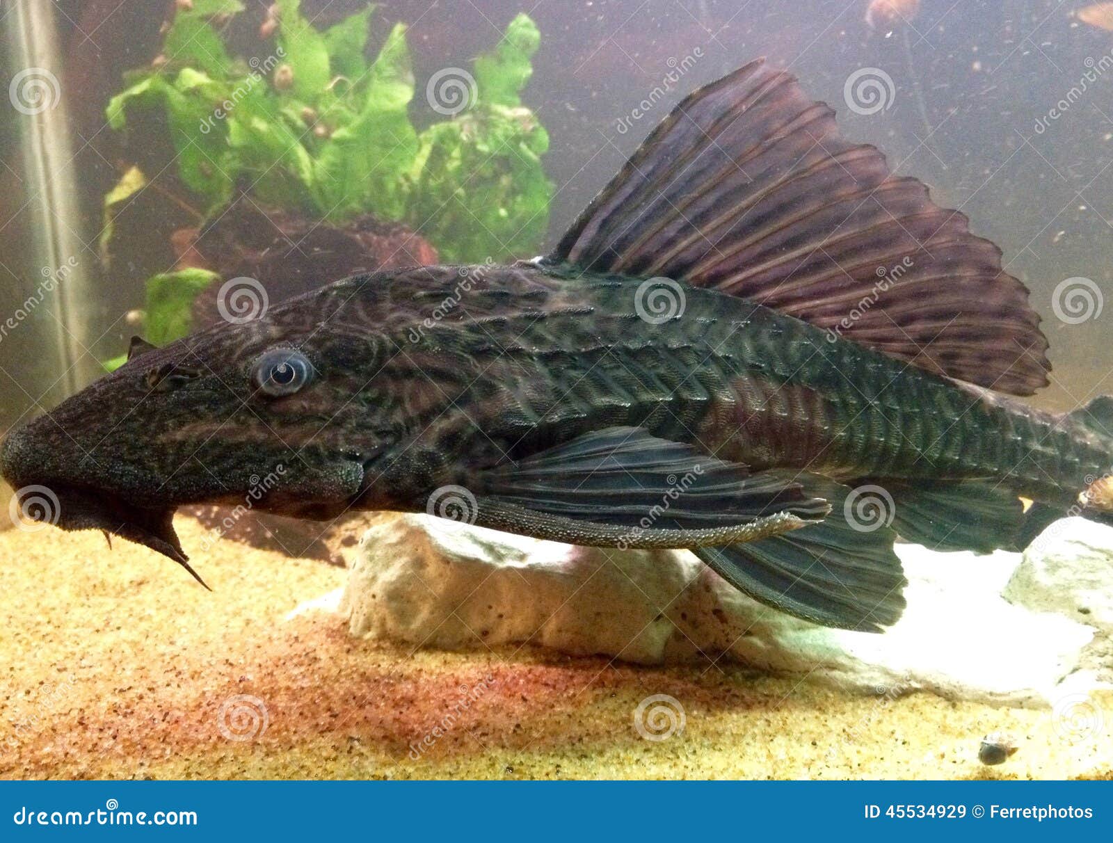 Pleco stock image. Image of mouth, large, sucker, catfish - 45534929