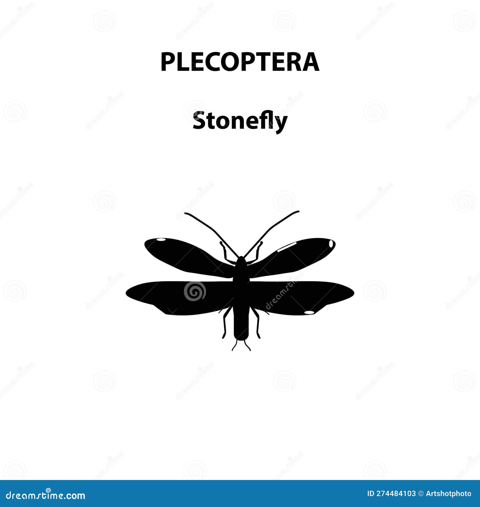Plecoptera Stonefly Insect for Scientific Study Stock Vector ...